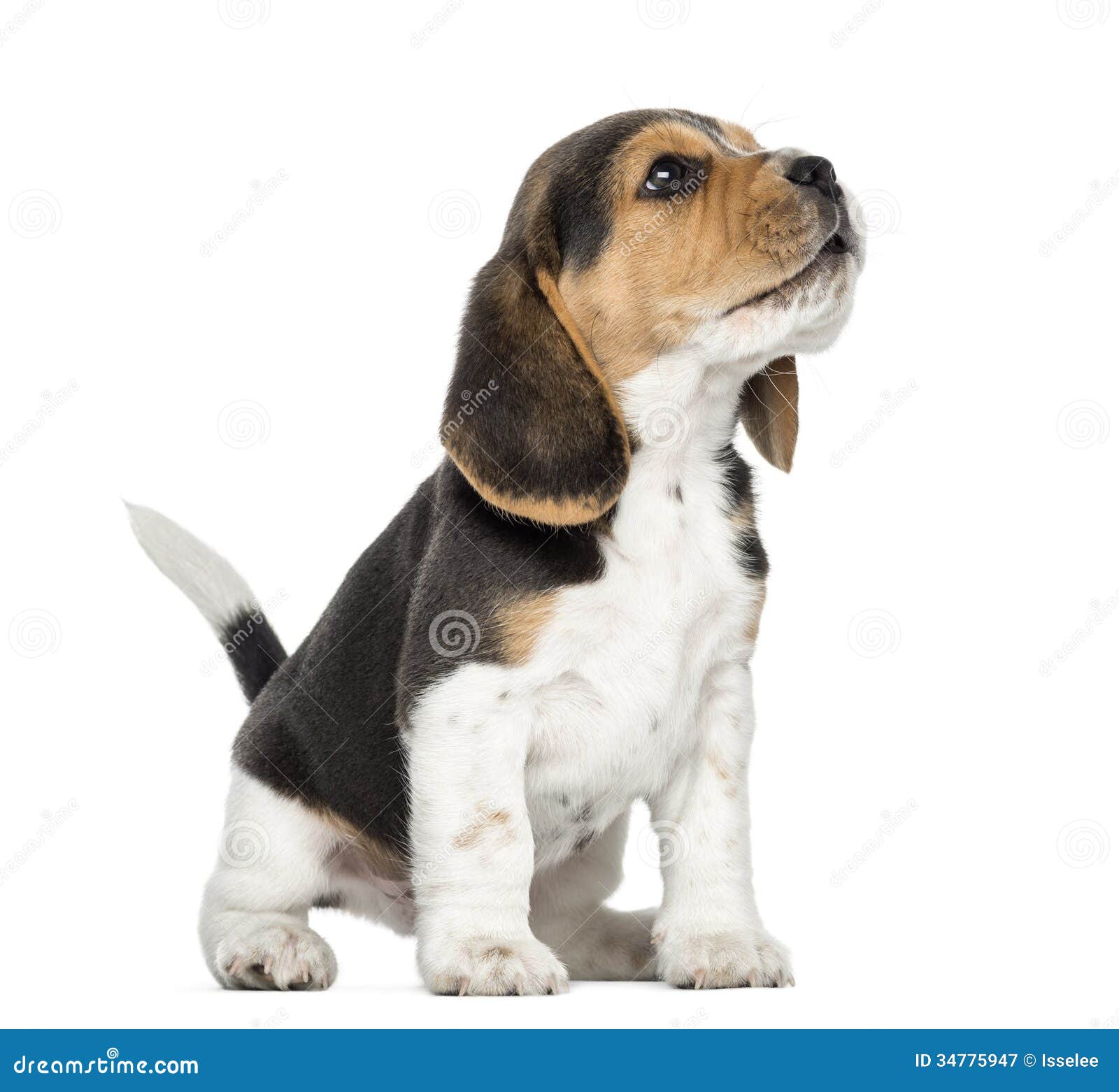 Grito Del Perrito Del Beagle, Mirando Para Arriba, Aislado Imagen de ...