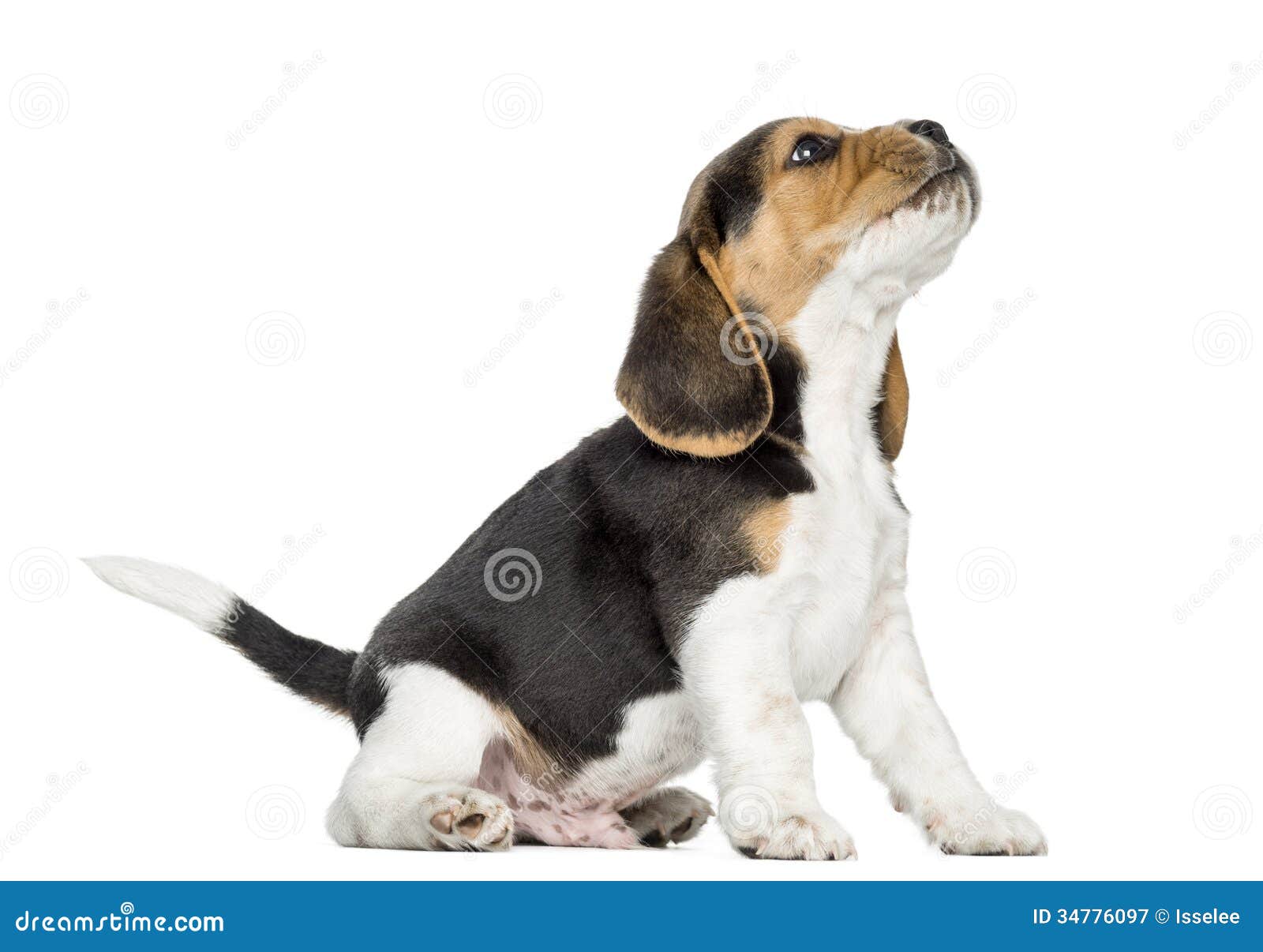 Grito Del Perrito Del Beagle, Mirando Para Arriba, Aislado Imagen de ...