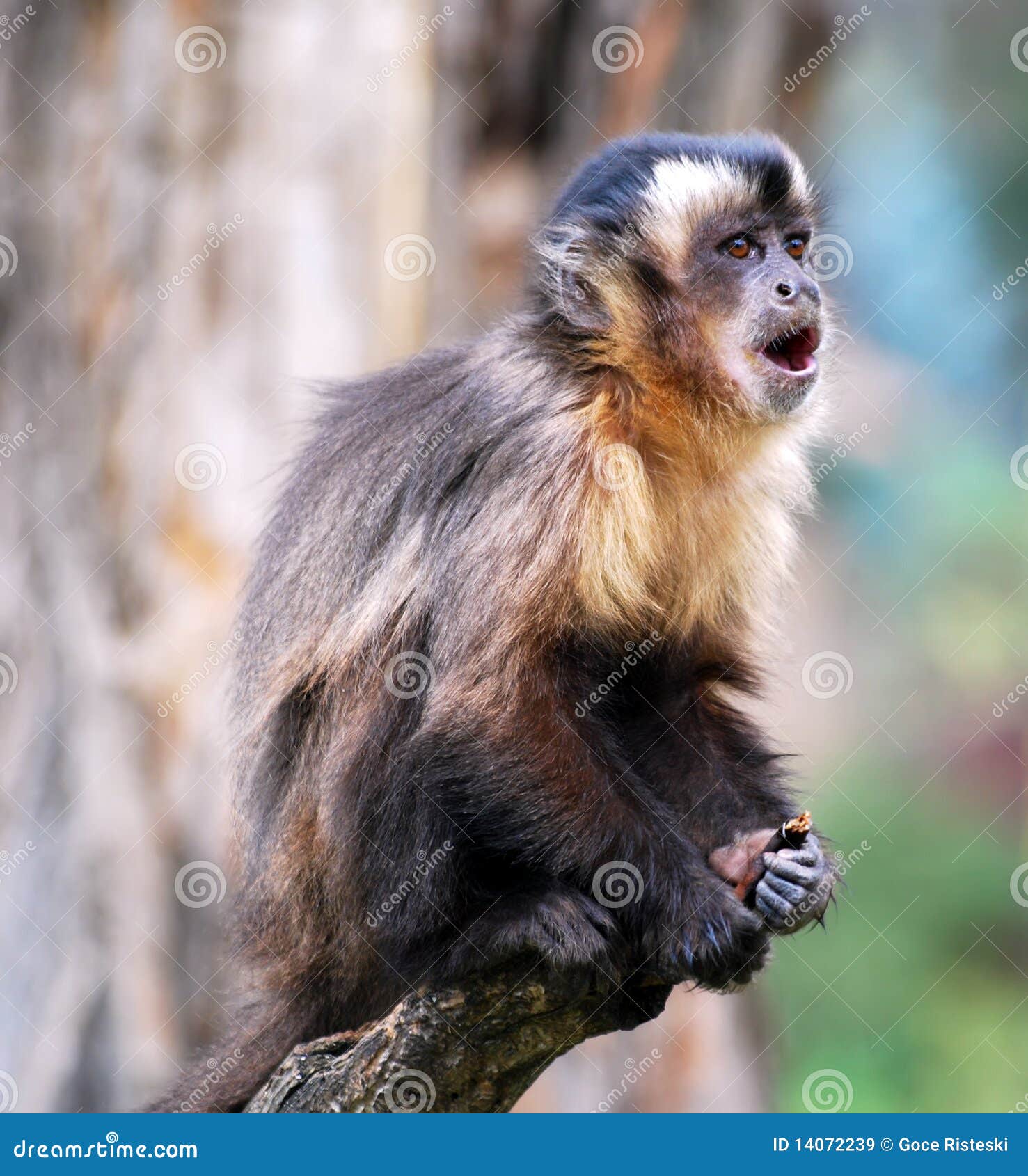 Grito do macaco de Macaque imagem de stock. Imagem de primata - 14072239