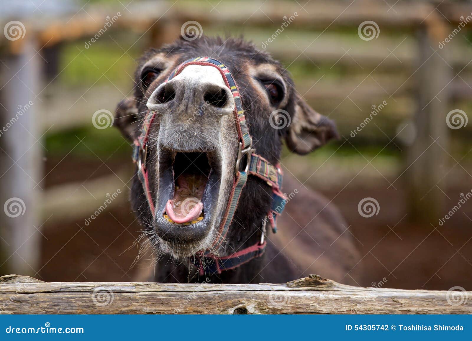 Gritos del burro foto de archivo. Imagen de ganado, edad - 54305742