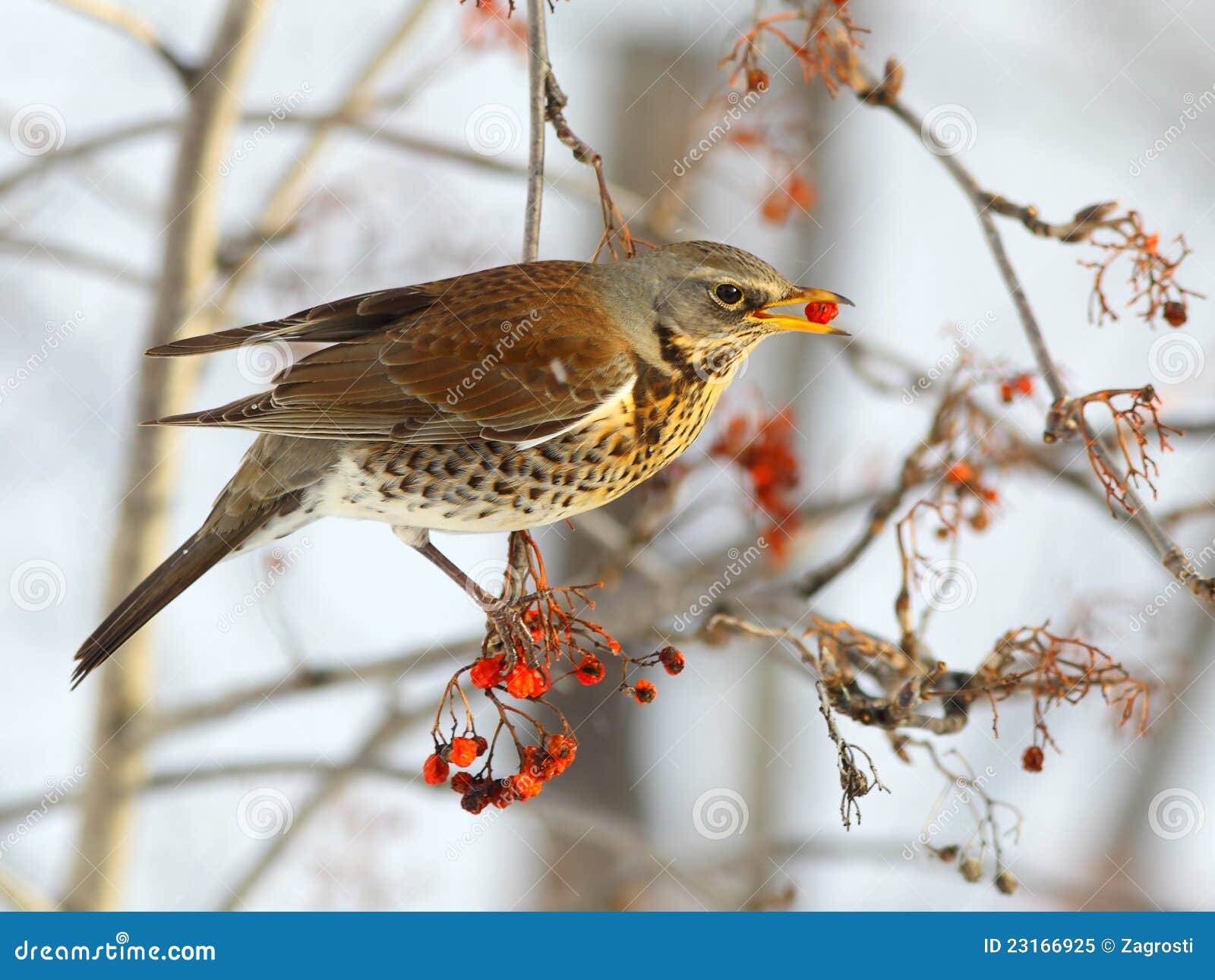 Grive Litorne Avec Une Baie Rouge Image stock - Image du animal, visage ...