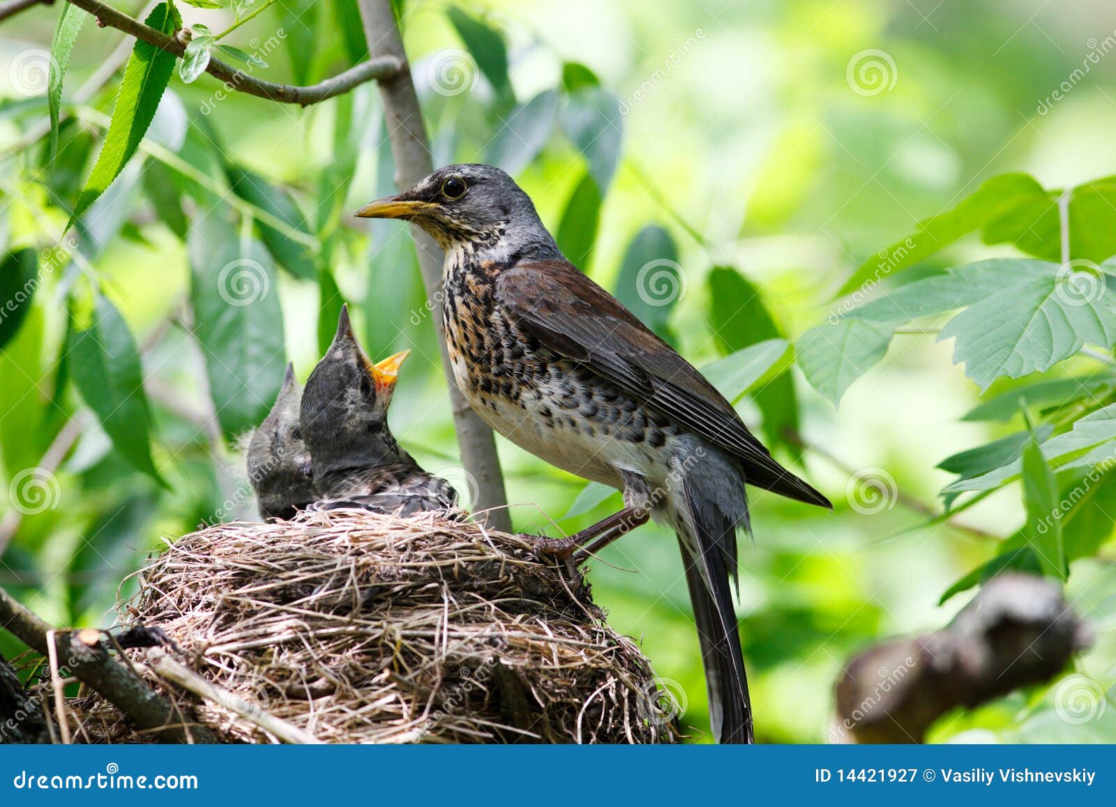 Grive Litorne, Pilaris De Turdus Image stock - Image du famille, animal ...