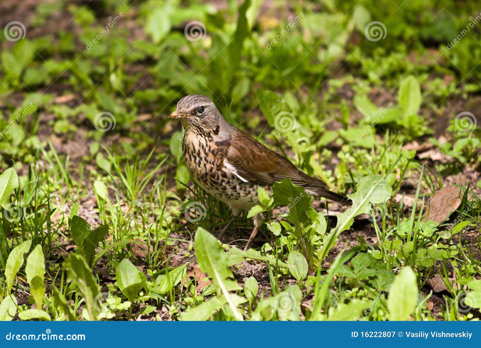 Grive Litorne, Pilaris De Turdus Image stock - Image du sauvage, adulte ...