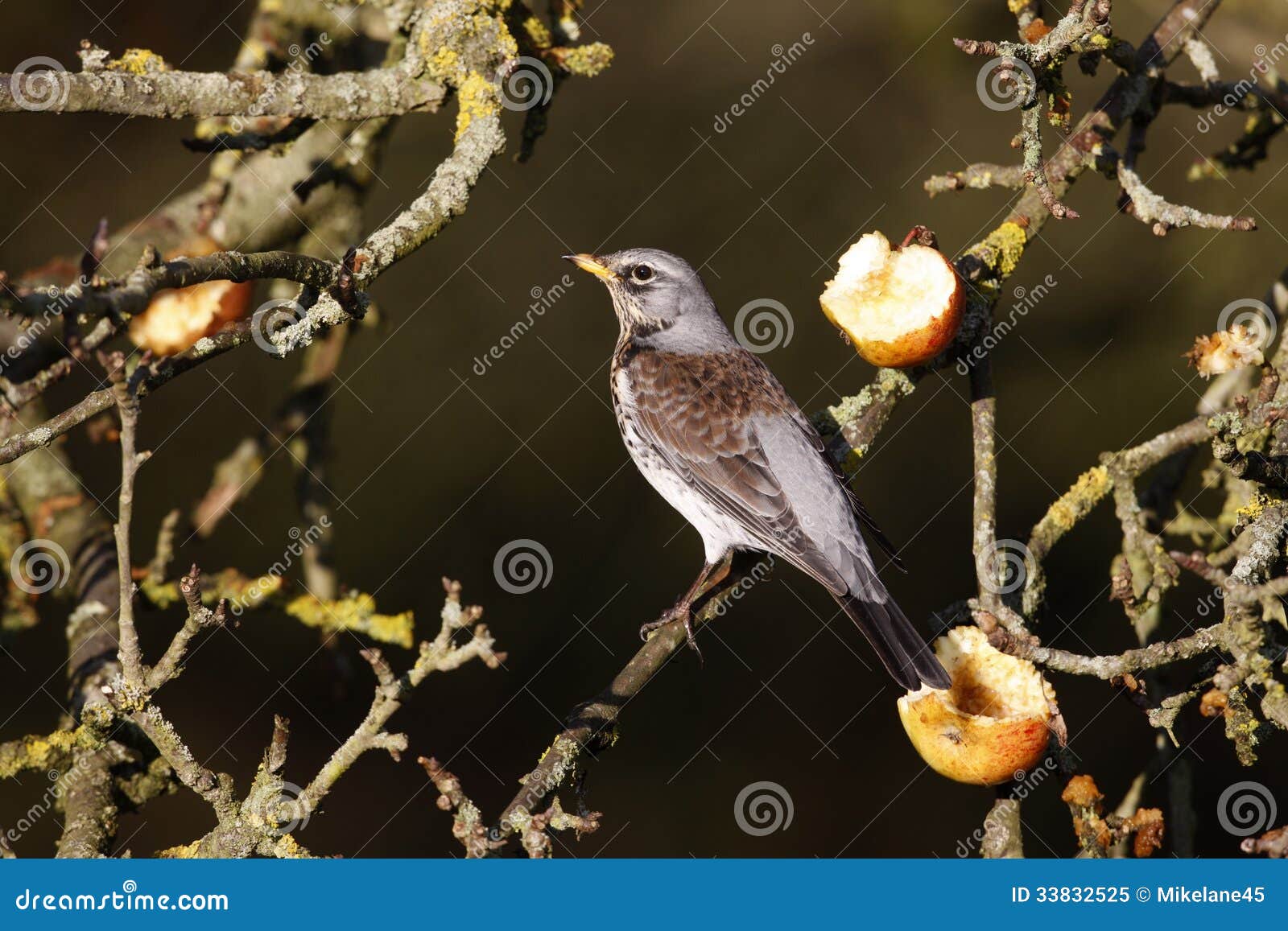 Grive Litorne, Pilaris De Turdus Image stock - Image du faune, oiseau ...