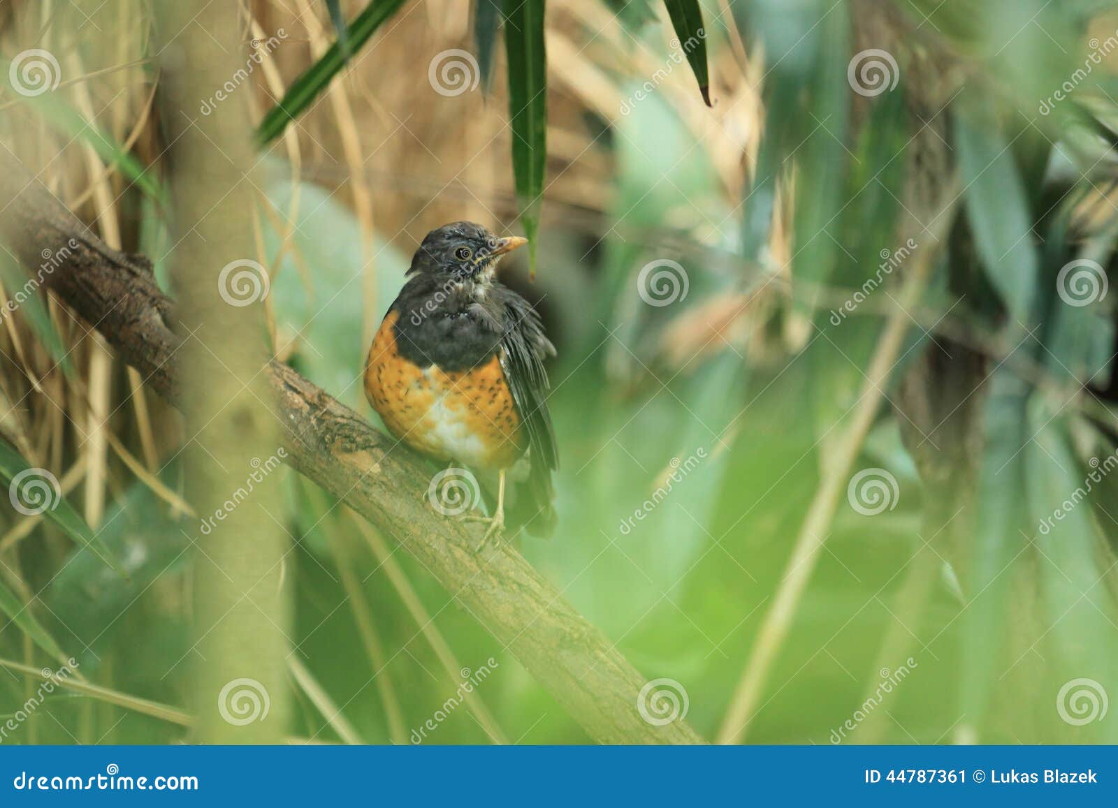 Grive noire-breasted image stock. Image of grive, branchement - 44787361