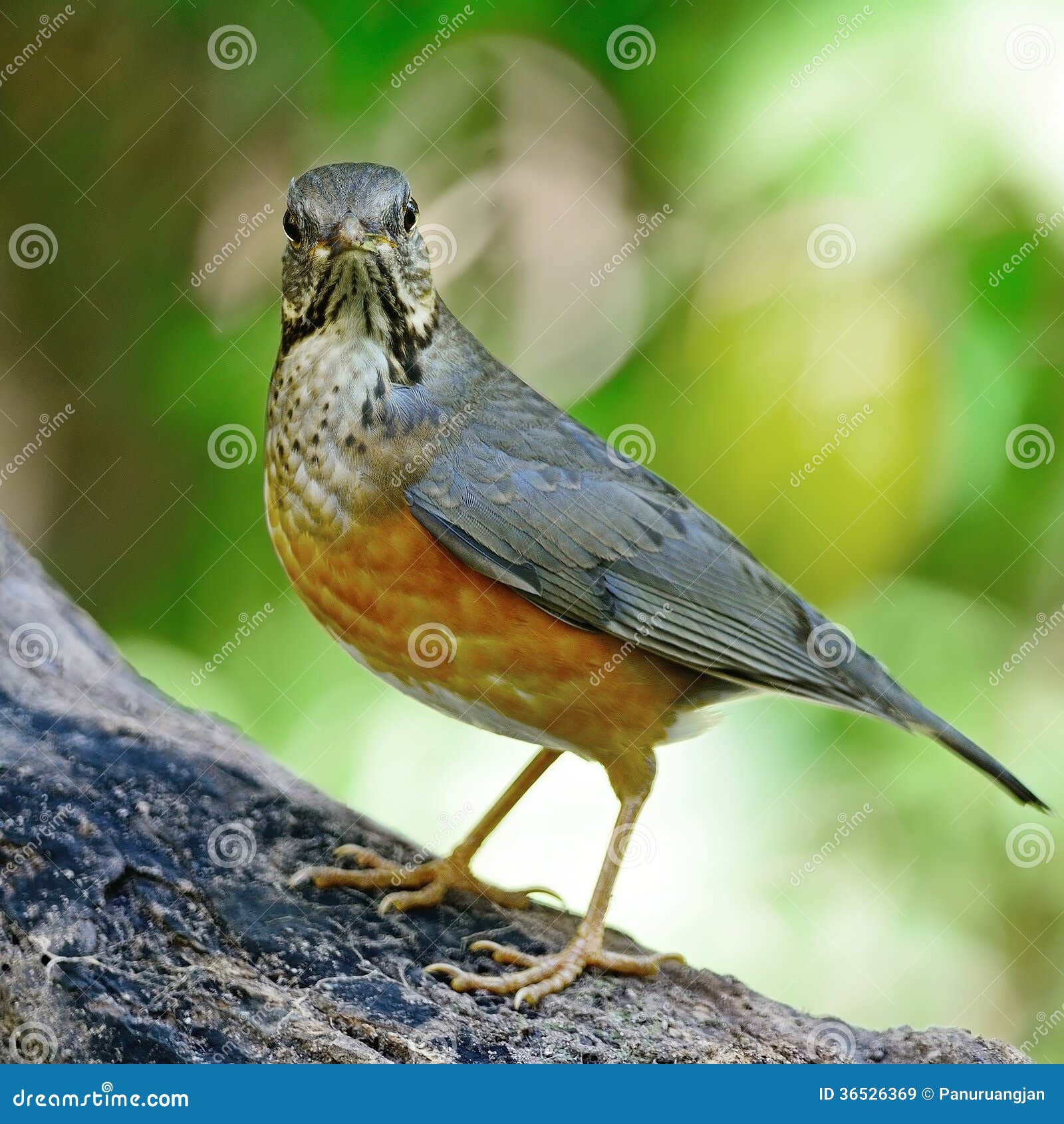 Grive Noire-breasted Femelle Image stock - Image du animal, transfert ...