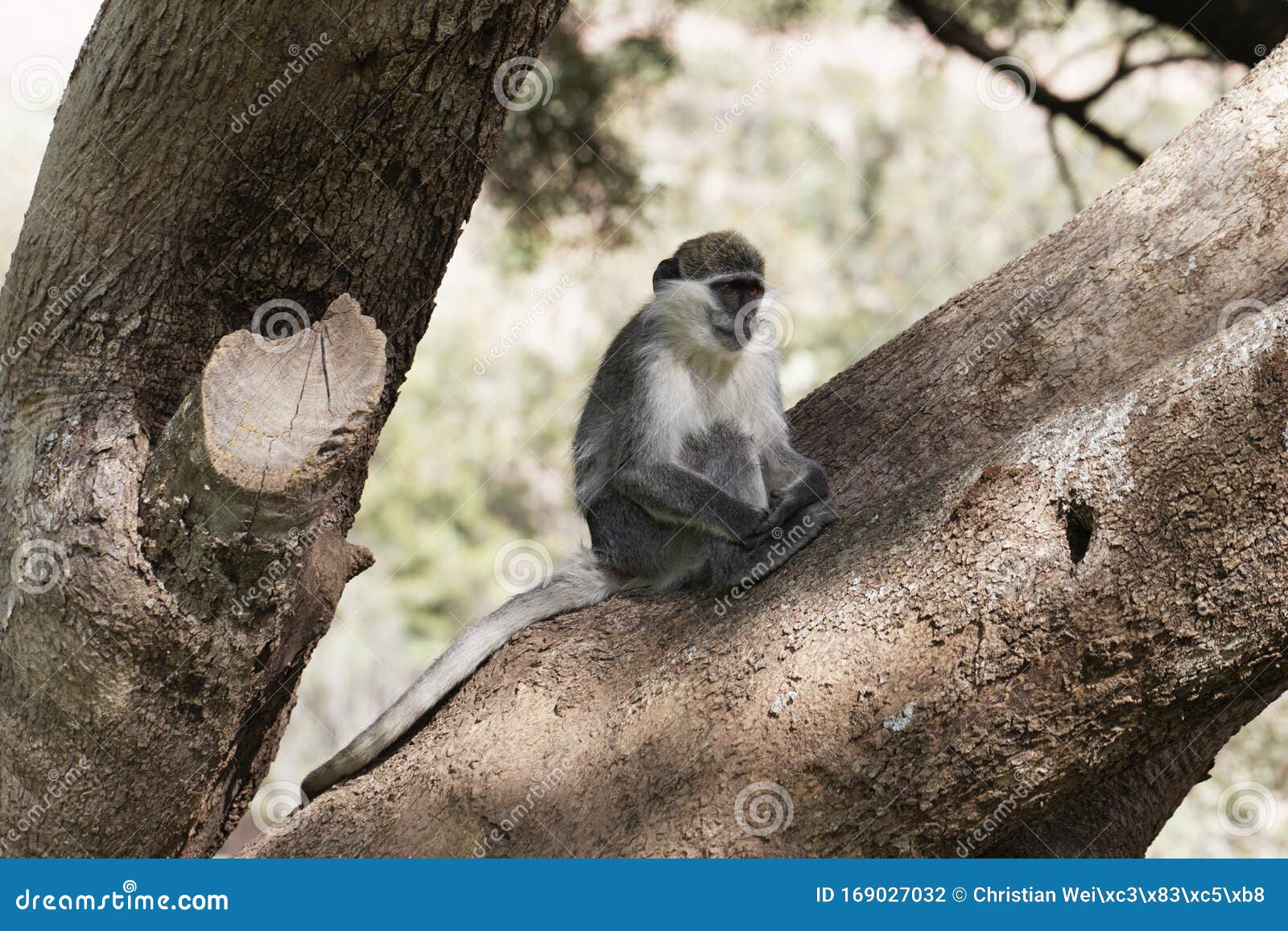 Grivet Monkey, Chlorocebus Aethiops, on a Tree, in Ethiopia Stock Photo ...