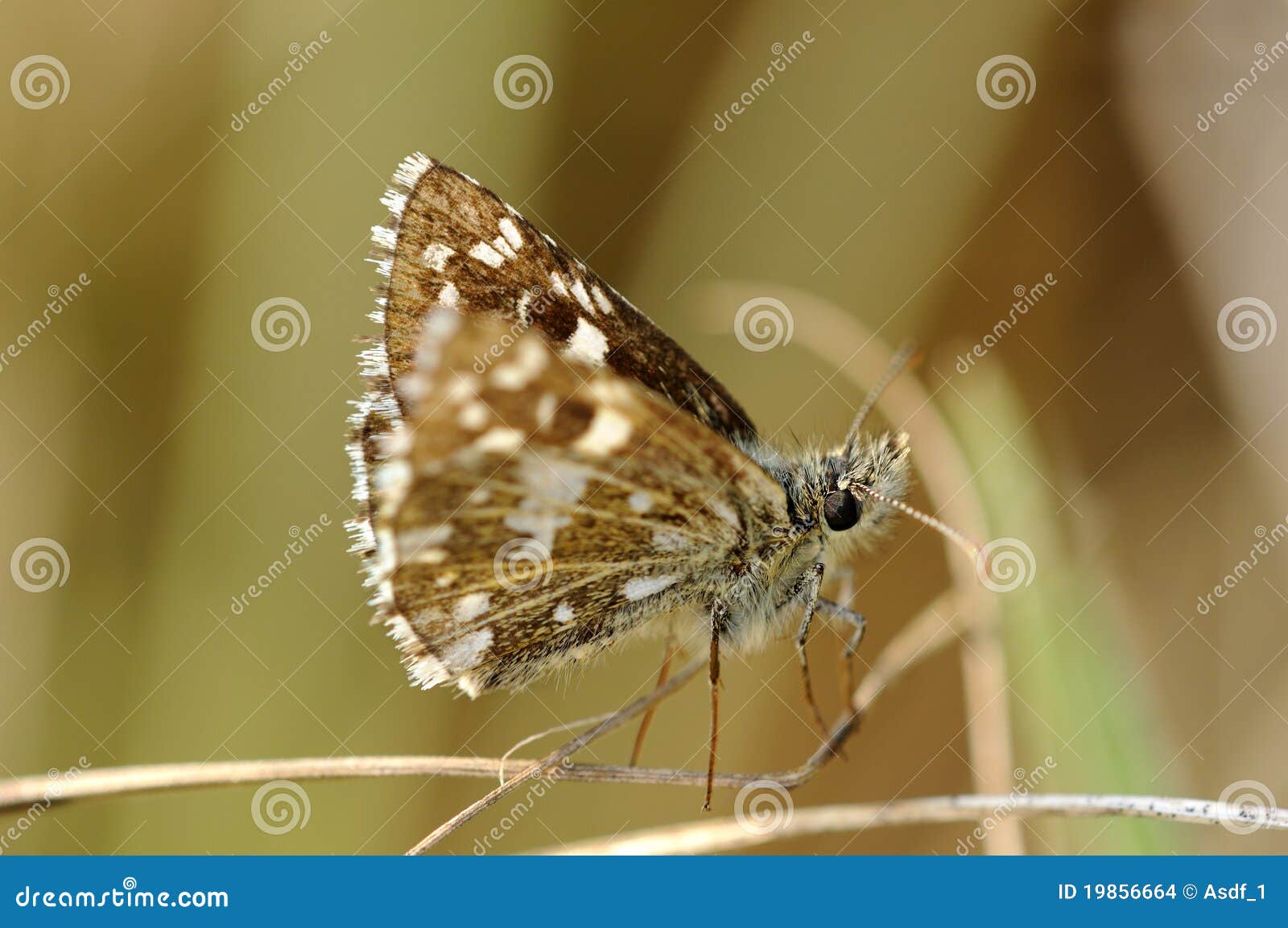 Grizzled skipper, stock photo. Image of hexapods, animals - 19856664