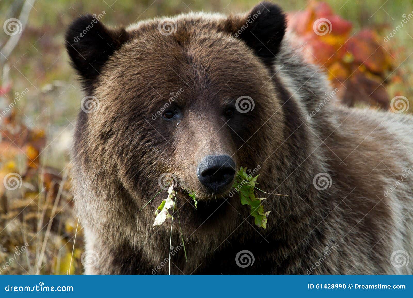 Grizzley Bear stock photo. Image of bear, bears, neill - 61428990