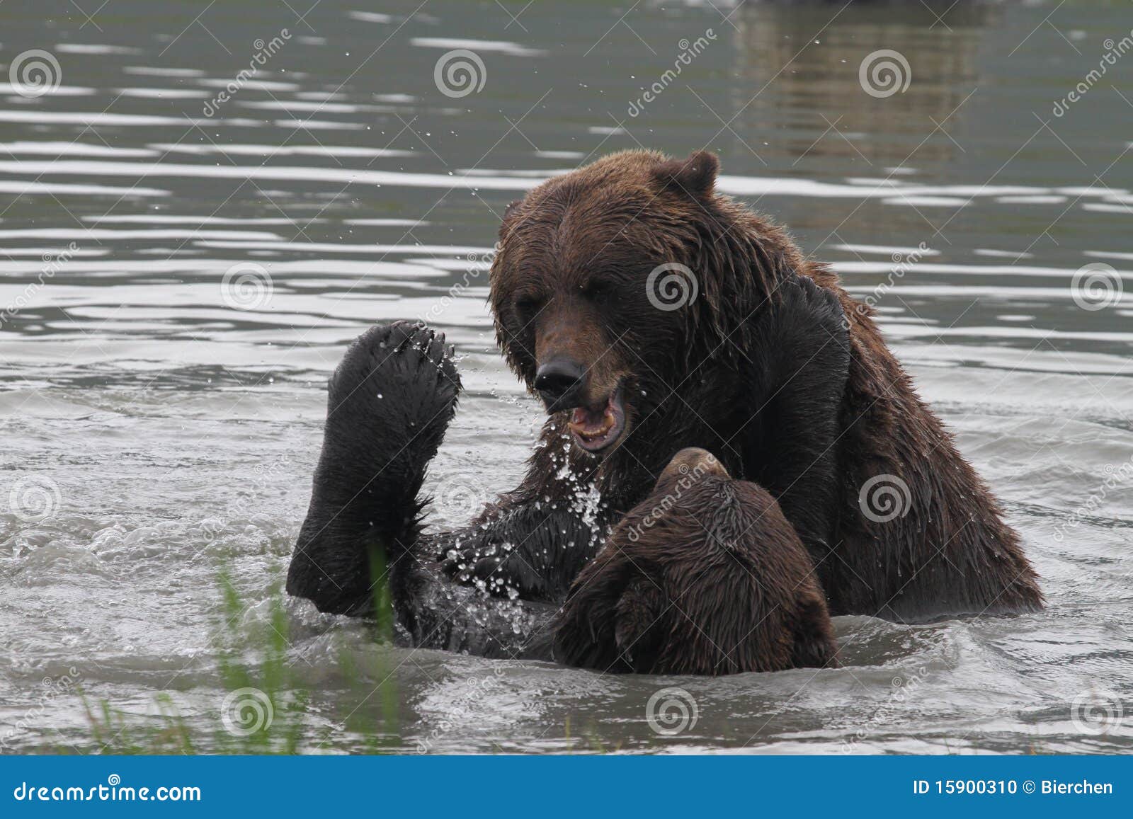 Grizzlies Fighting in the Water Stock Photo - Image of aggression ...