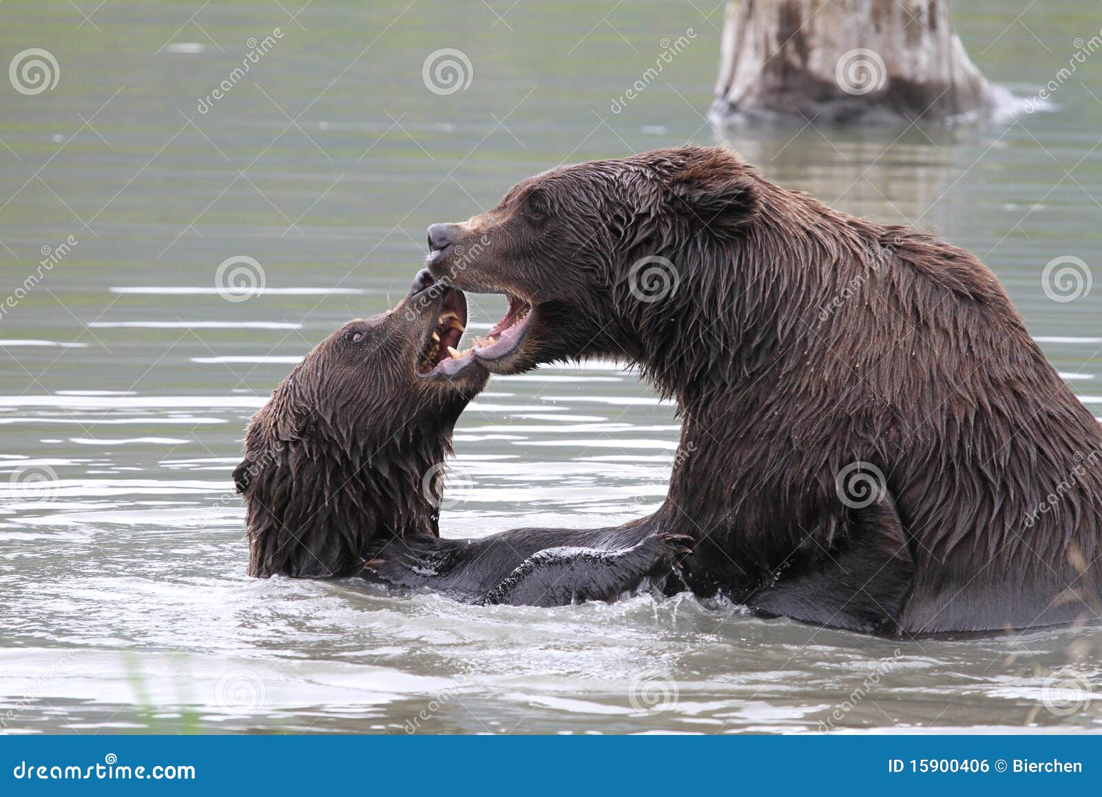 Grizzlies Fighting in the Water Stock Photo - Image of mouth, fighting ...
