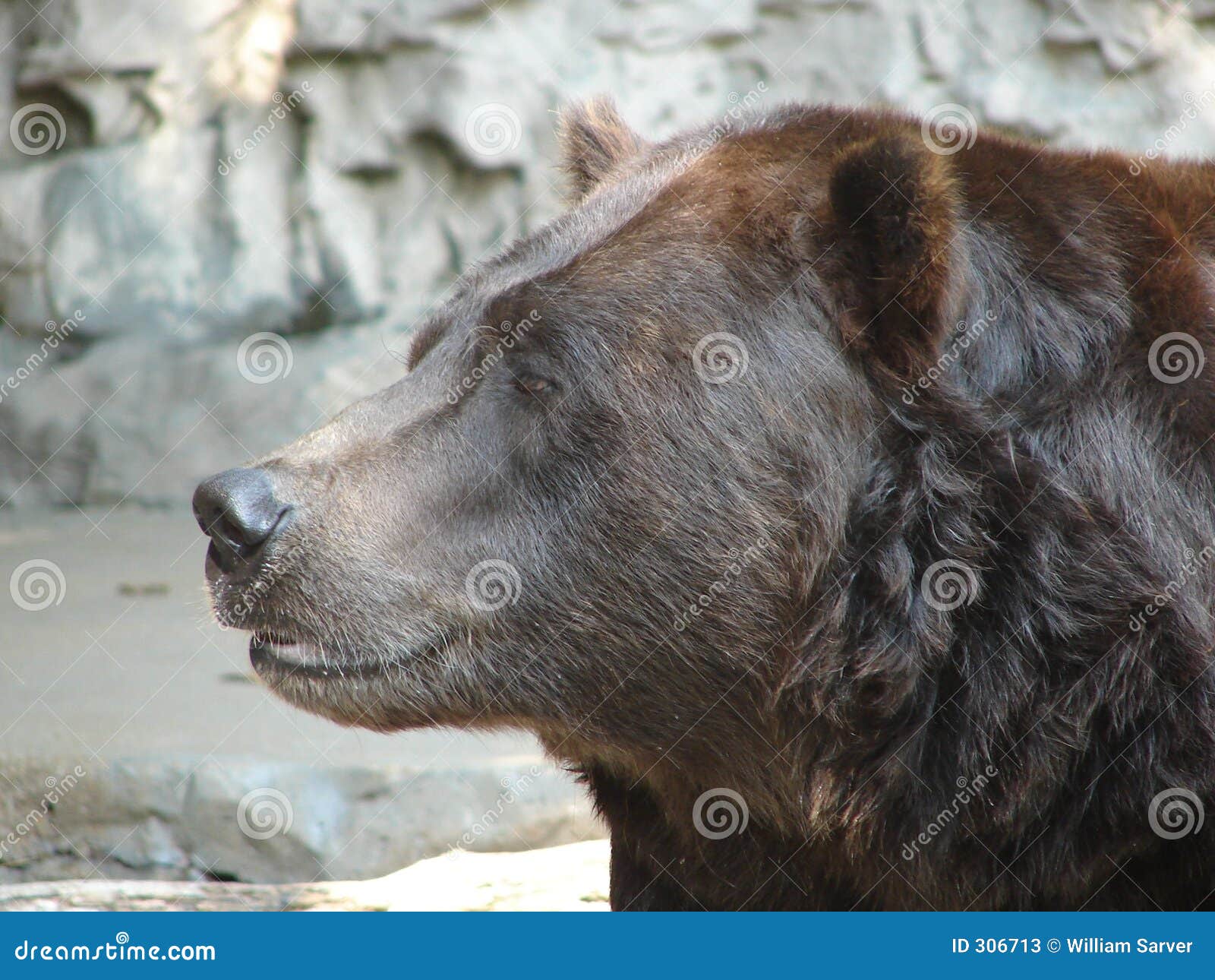 Grizzly stock image. Image of fierce, griz, grizzly, alaska - 306713