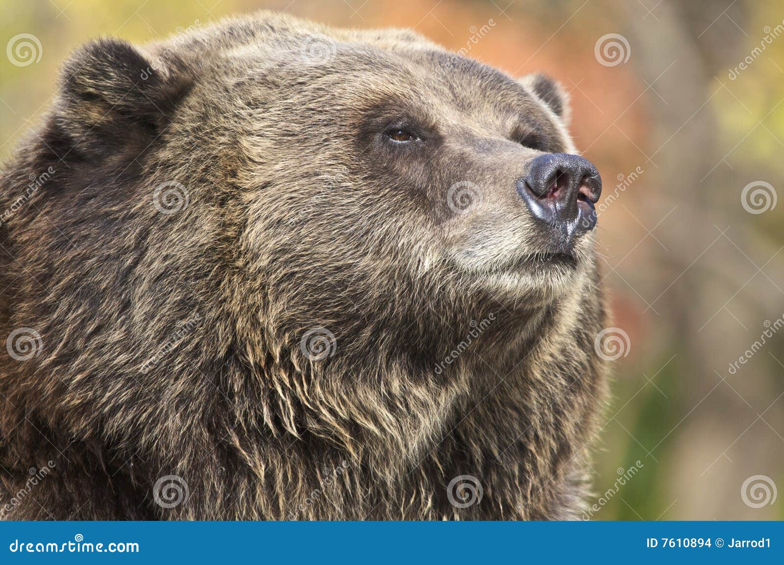 Grizzly stock photo. Image of animal, wildlife, grizzly - 7610894