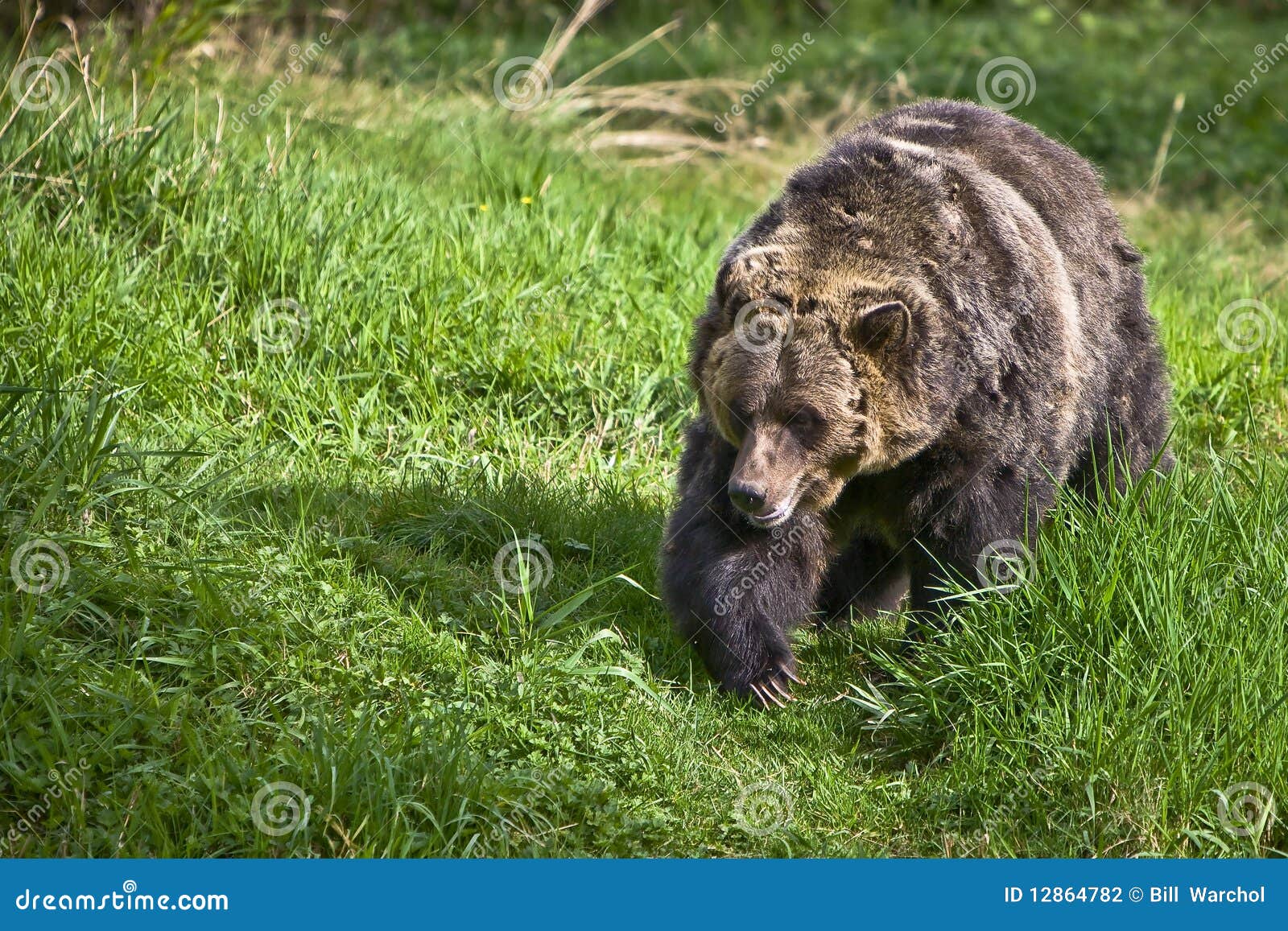 Grizzly bear stock photo. Image of grizzly, animals, domesticated ...