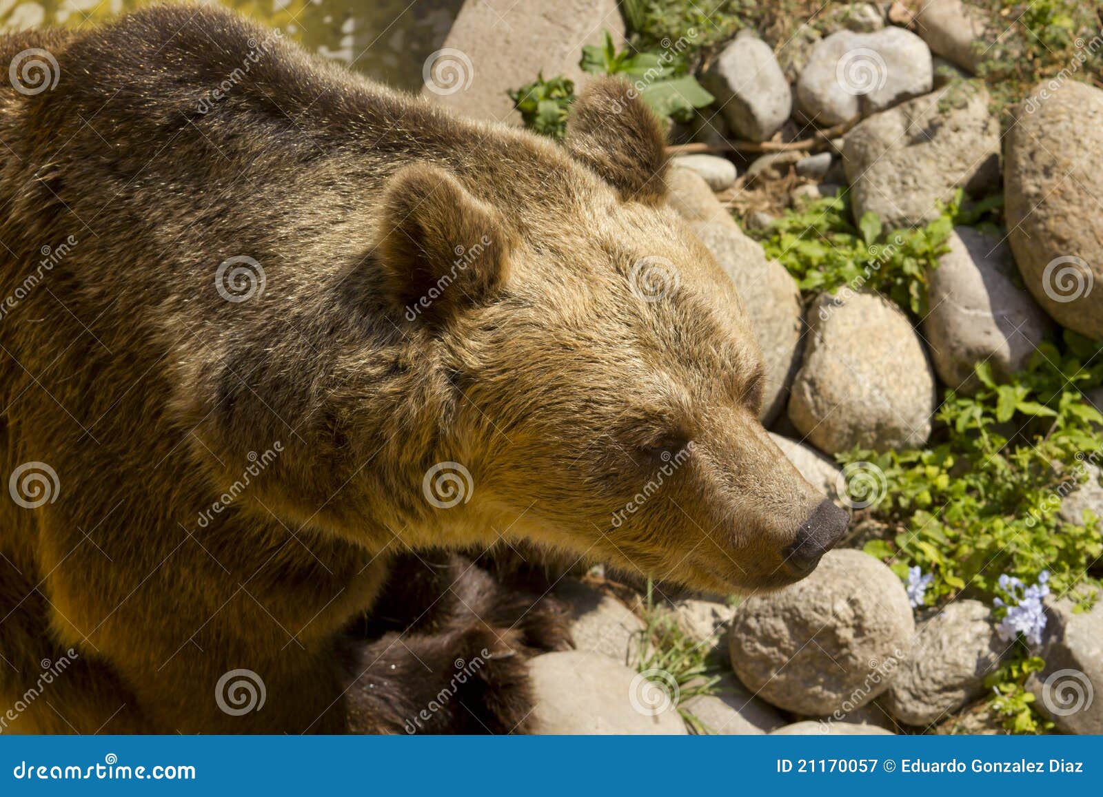 Grizzly bear stock image. Image of bear, teeth, brown - 21170057
