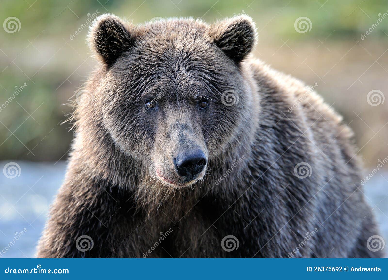 A Portrait Of A Grizzly Bear Head Stock Image | CartoonDealer.com ...
