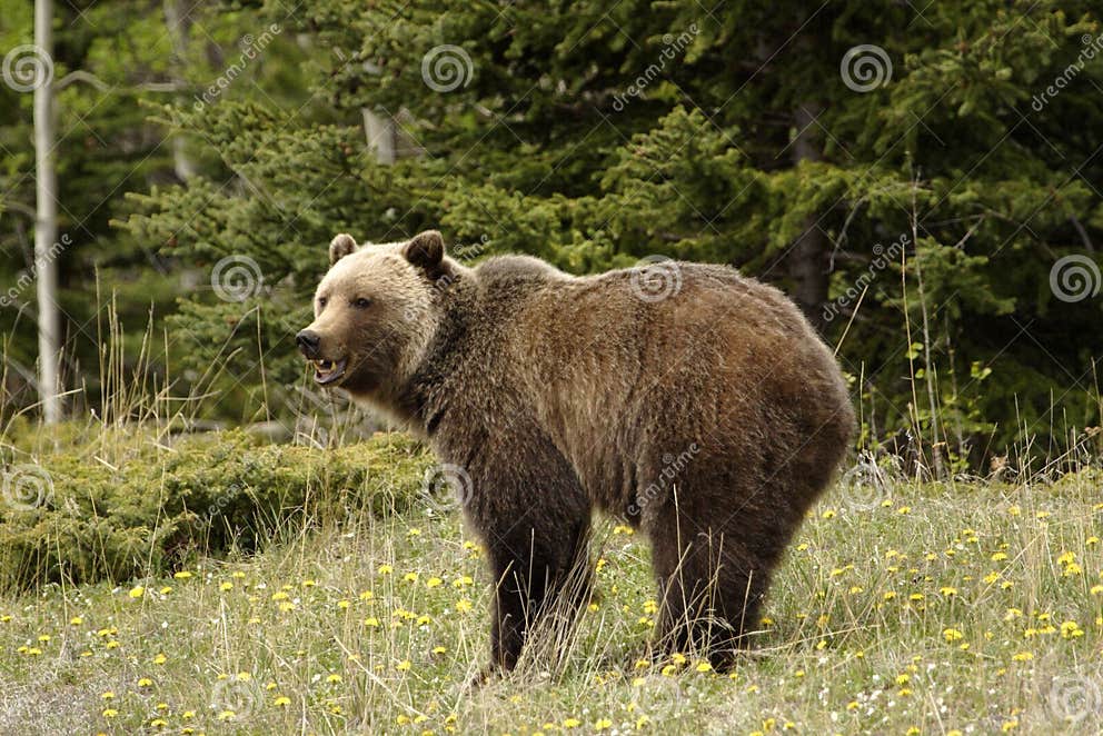Grizzly bear, stock photo. Image of bear, snout, wildlife - 3812946