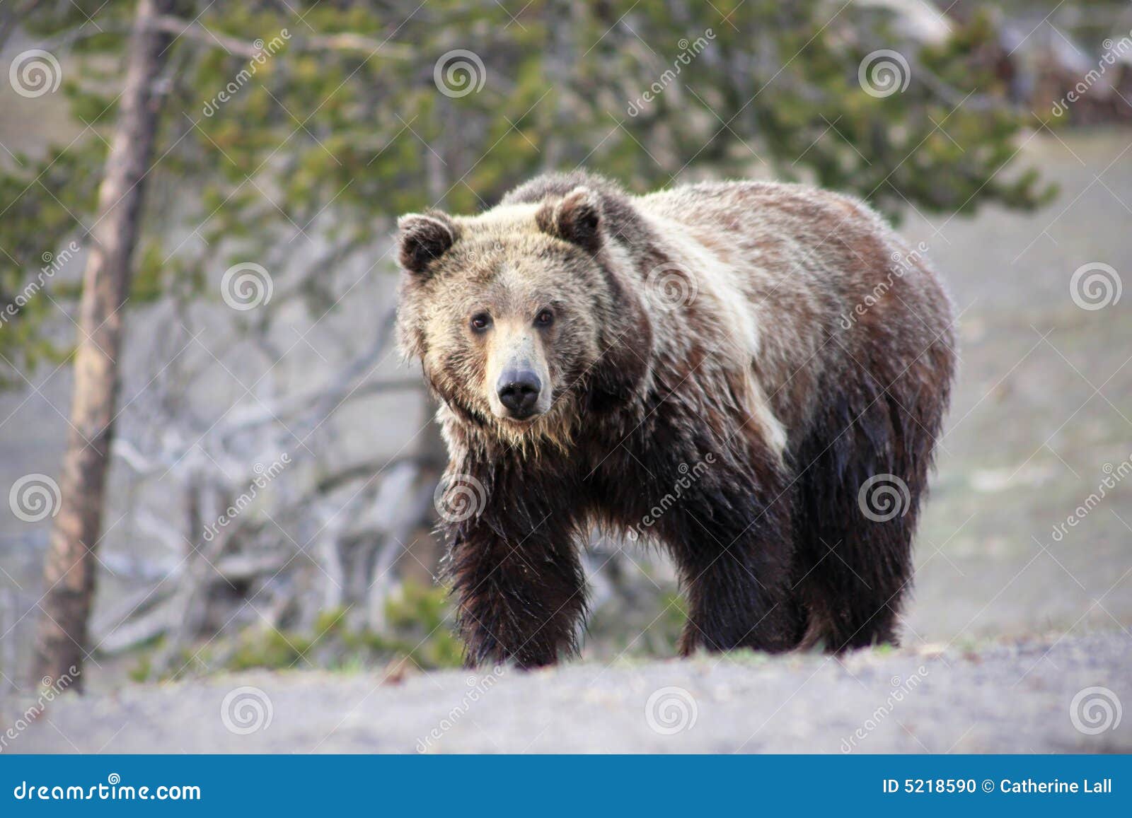 Grizzly Bear stock photo. Image of brown, danger, dangerous - 5218590