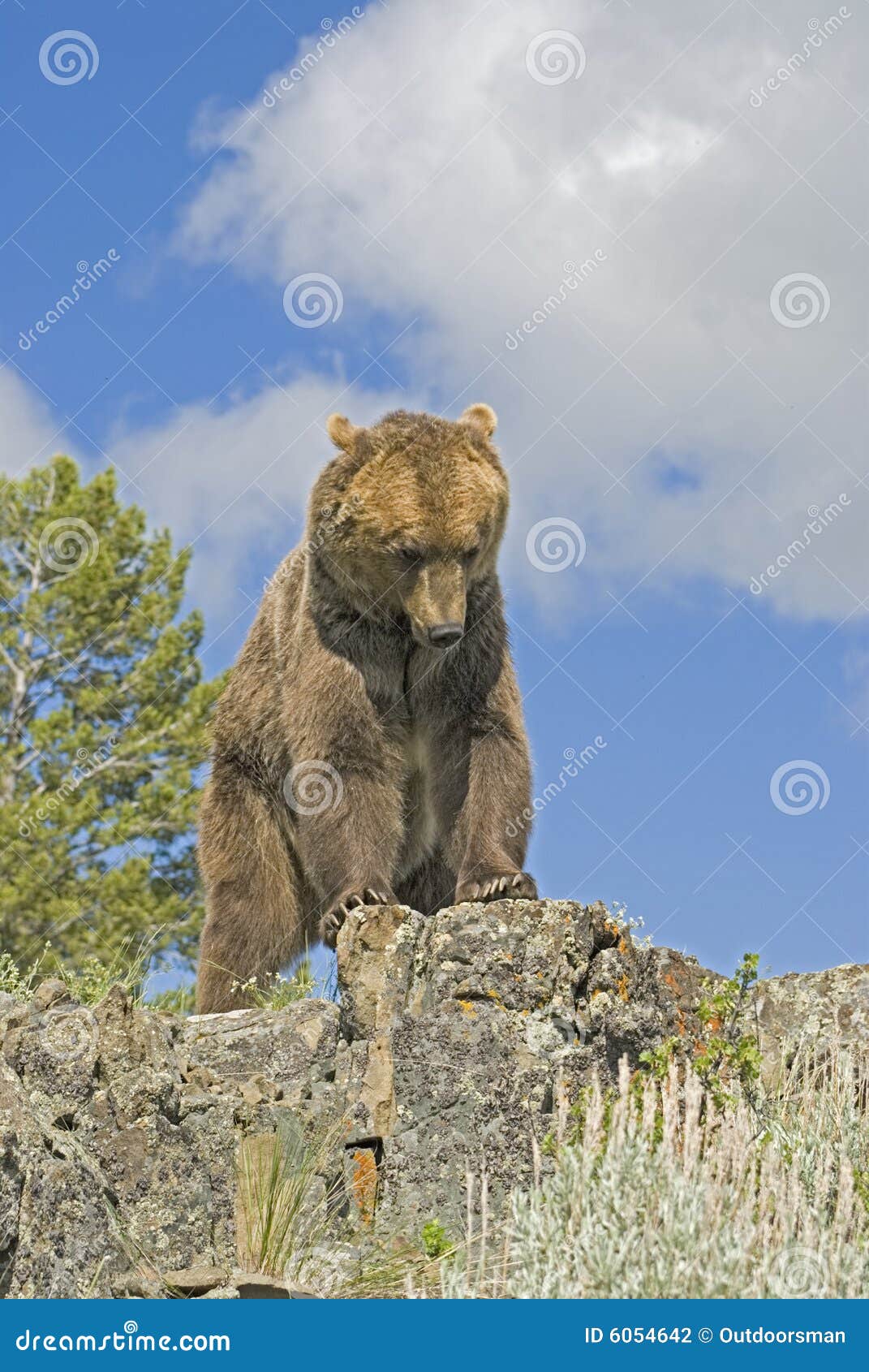 Grizzly bear stock photo. Image of grizzly, predator, wildlife - 6054642