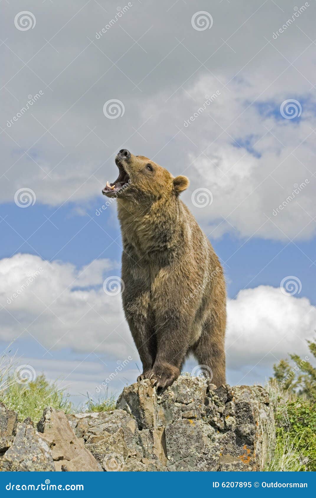 Brown Bear Roaring Standing