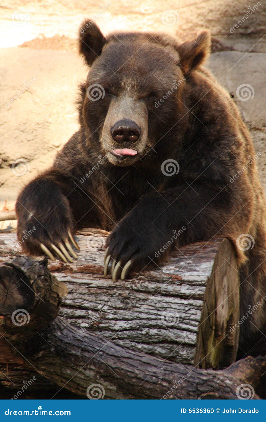 Grizzly Bear stock photo. Image of frown, wild, animal - 6536360