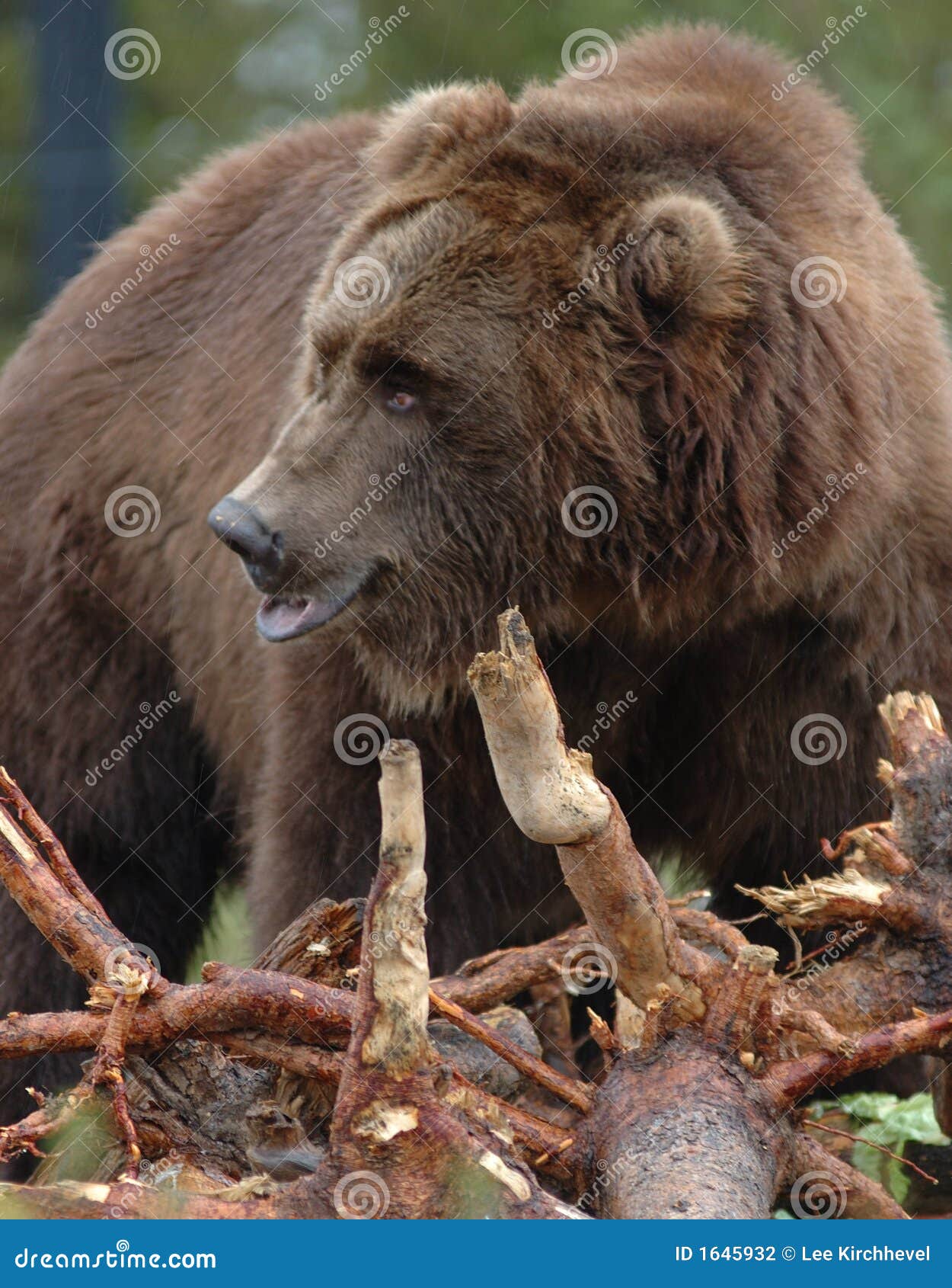Grizzly Bear 8 stock photo. Image of foraging, bear, brown - 1645932