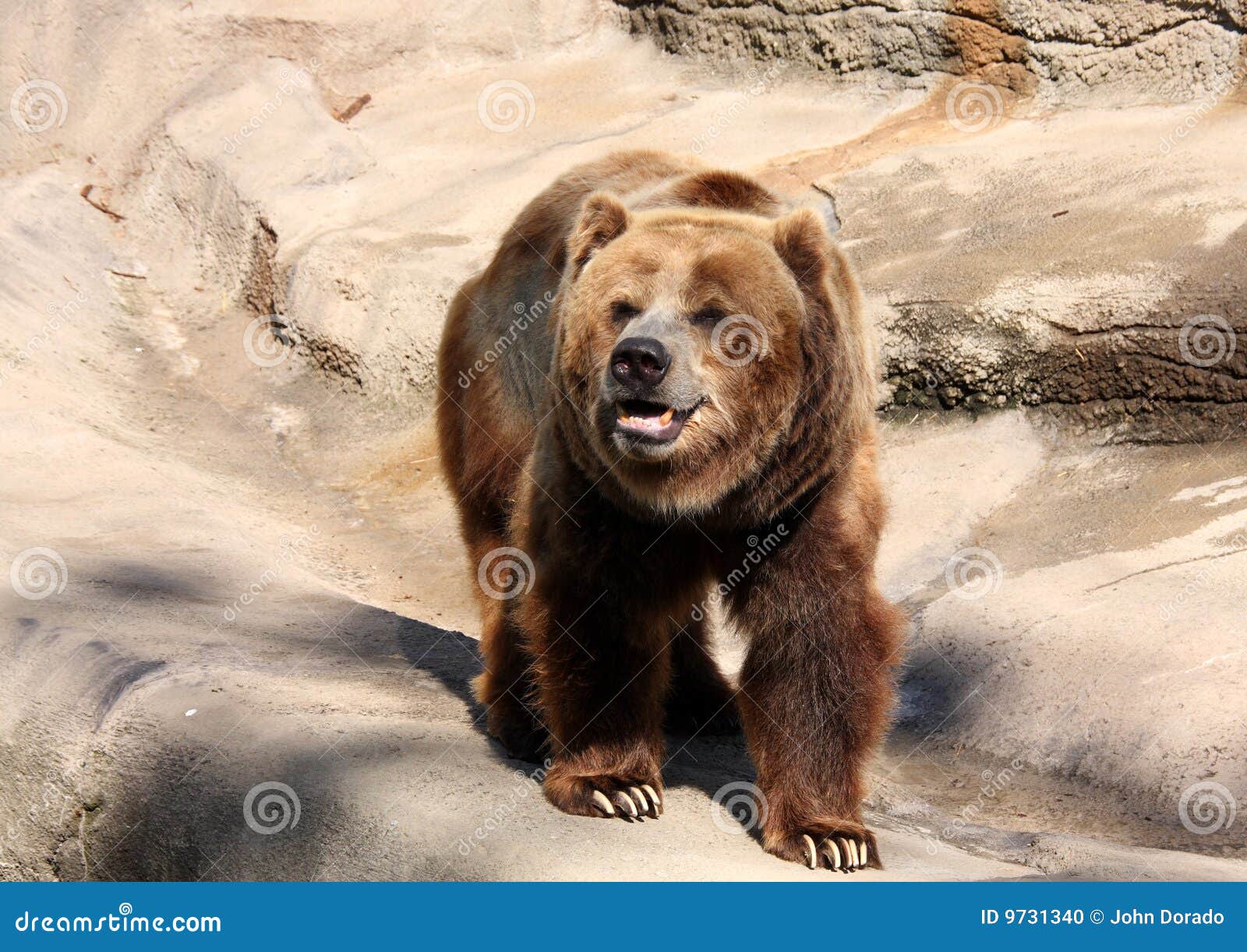 Grizzly Bear stock photo. Image of brown, frown, cute - 9731340