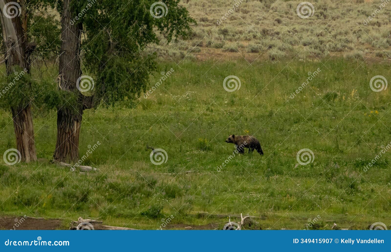 Grizzly Bear Approaches Two Trees in Open Meadow Stock Image - Image of ...