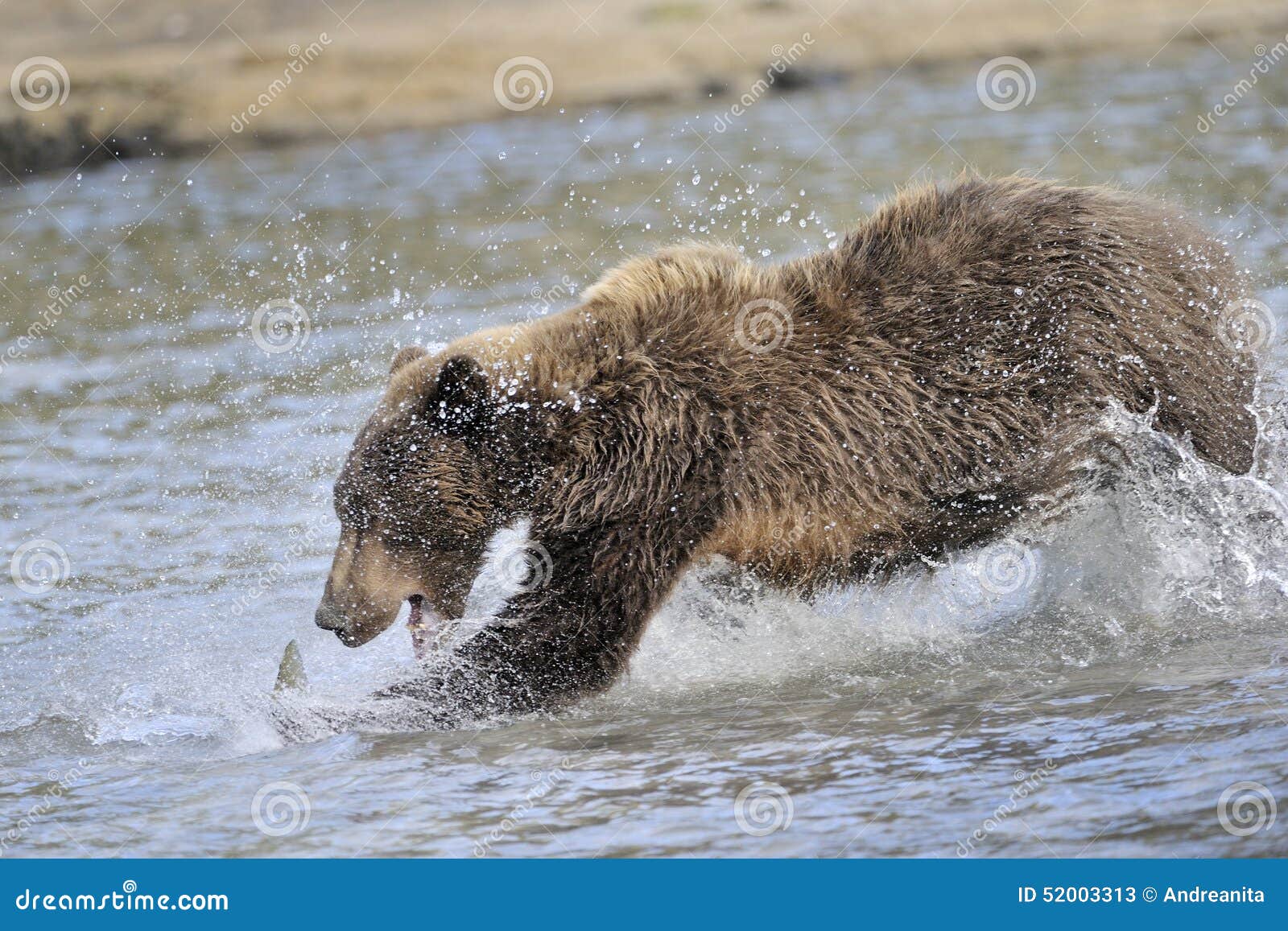 Grizzly bear catching fish stock image. Image of diving - 52003313