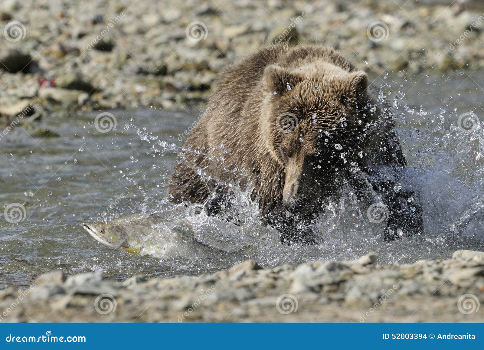 Grizzly Cub With Fish Near Mother Royalty-Free Stock Photo ...