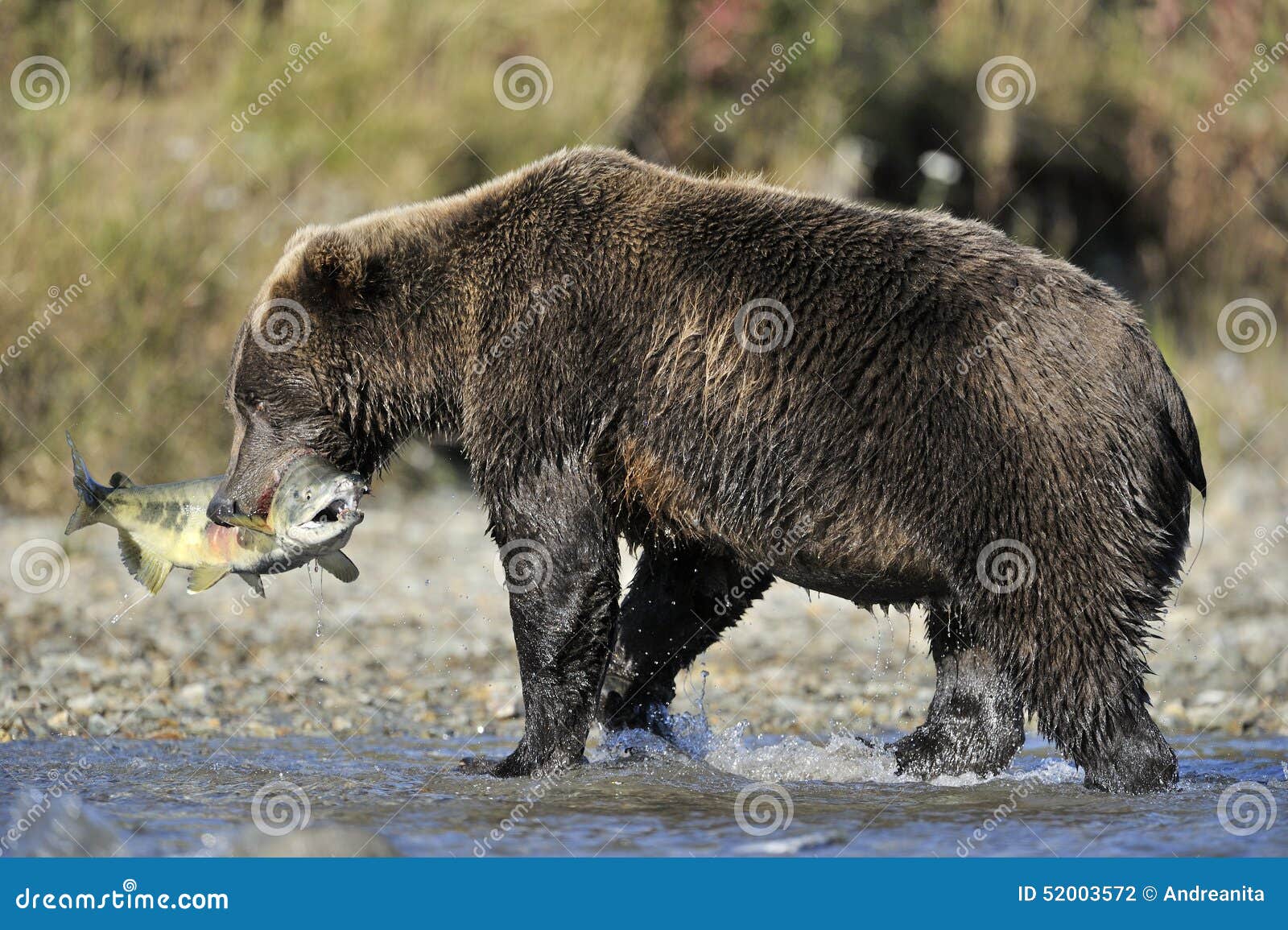 Grizzly bear catching fish stock photo. Image of jumping - 52003572