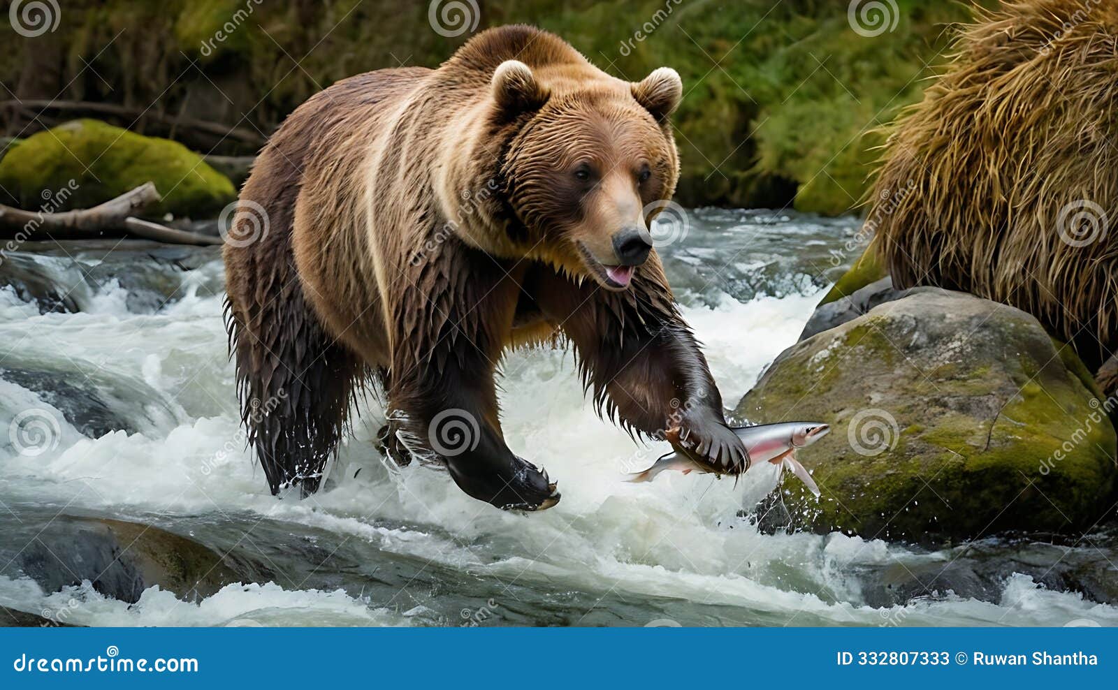 Grizzly Bear Catching a Salmon in a Rapid River Stream AI Stock Image ...