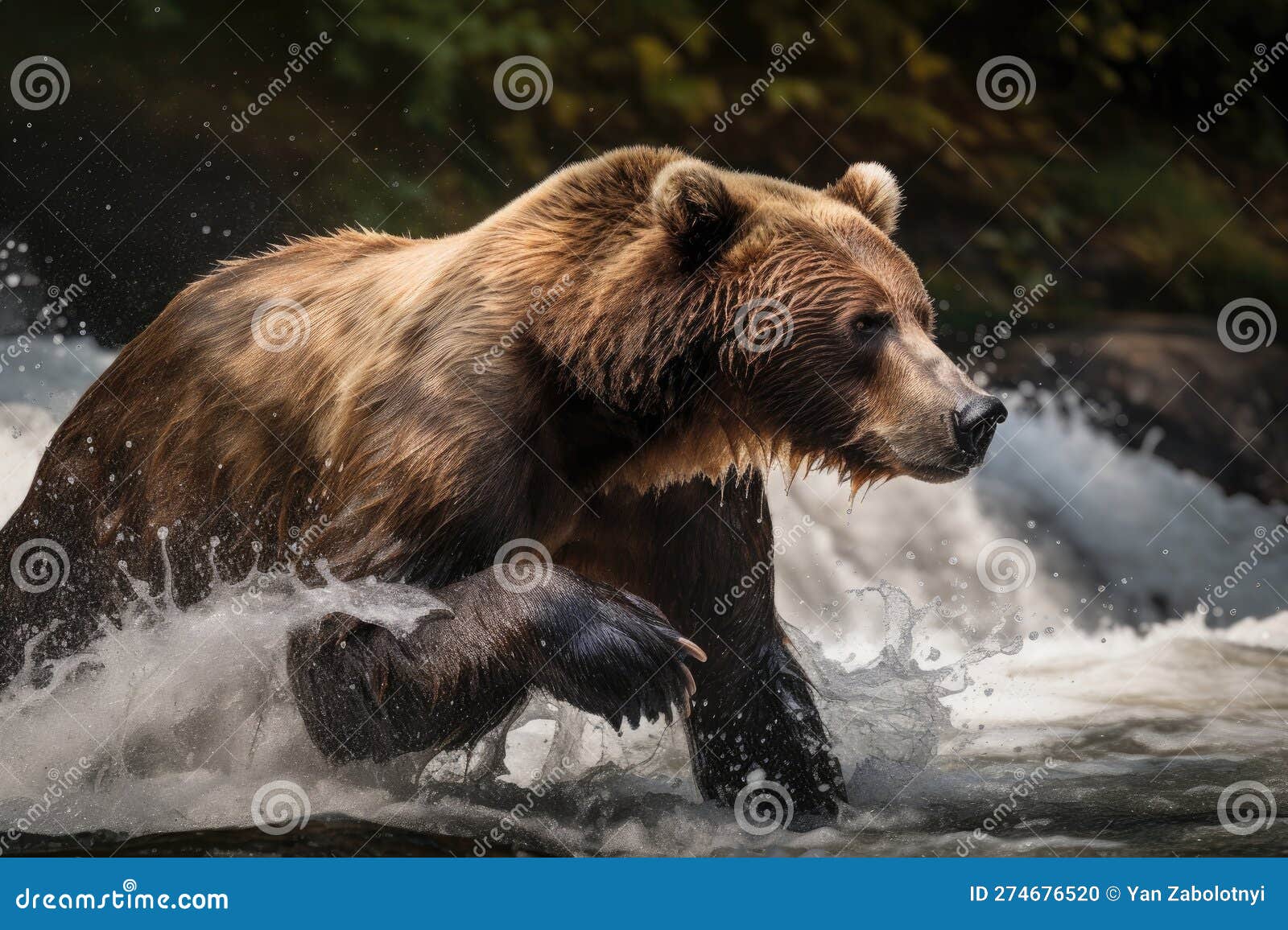 Grizzly Bear Catching Salmon in a Rushing River. Generative AI Stock ...