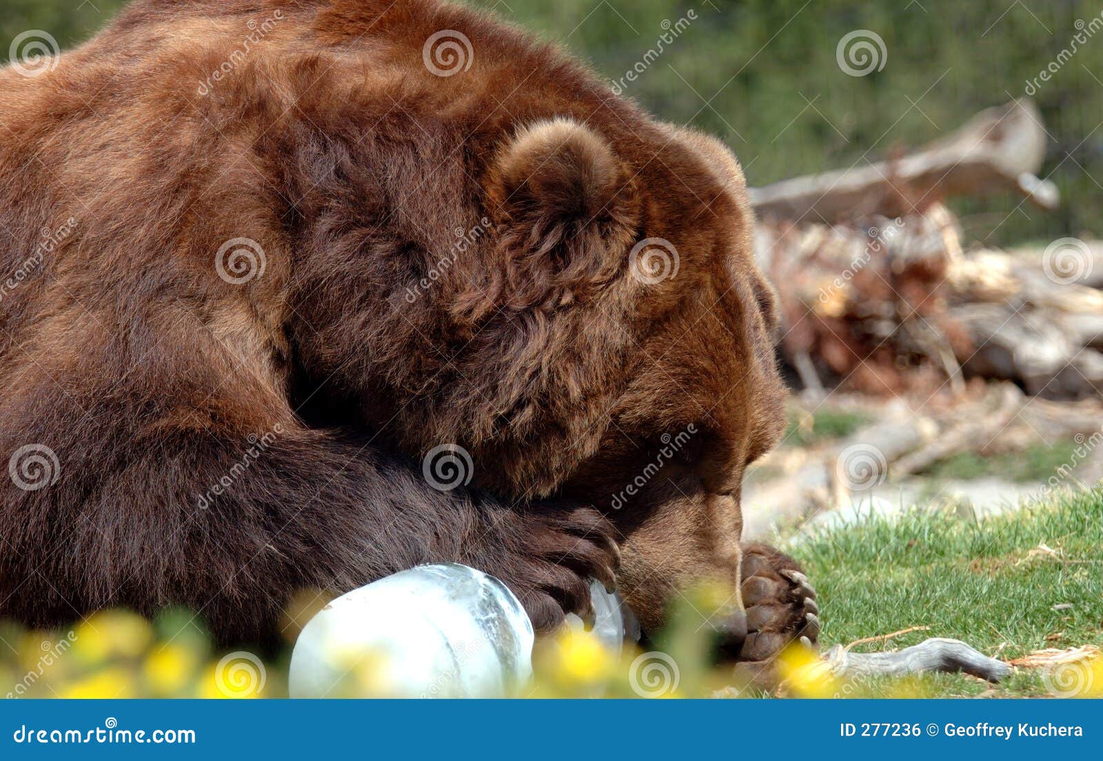 Grizzly Bear Chewing on Ice Stock Photo - Image of claw, ursus: 277236