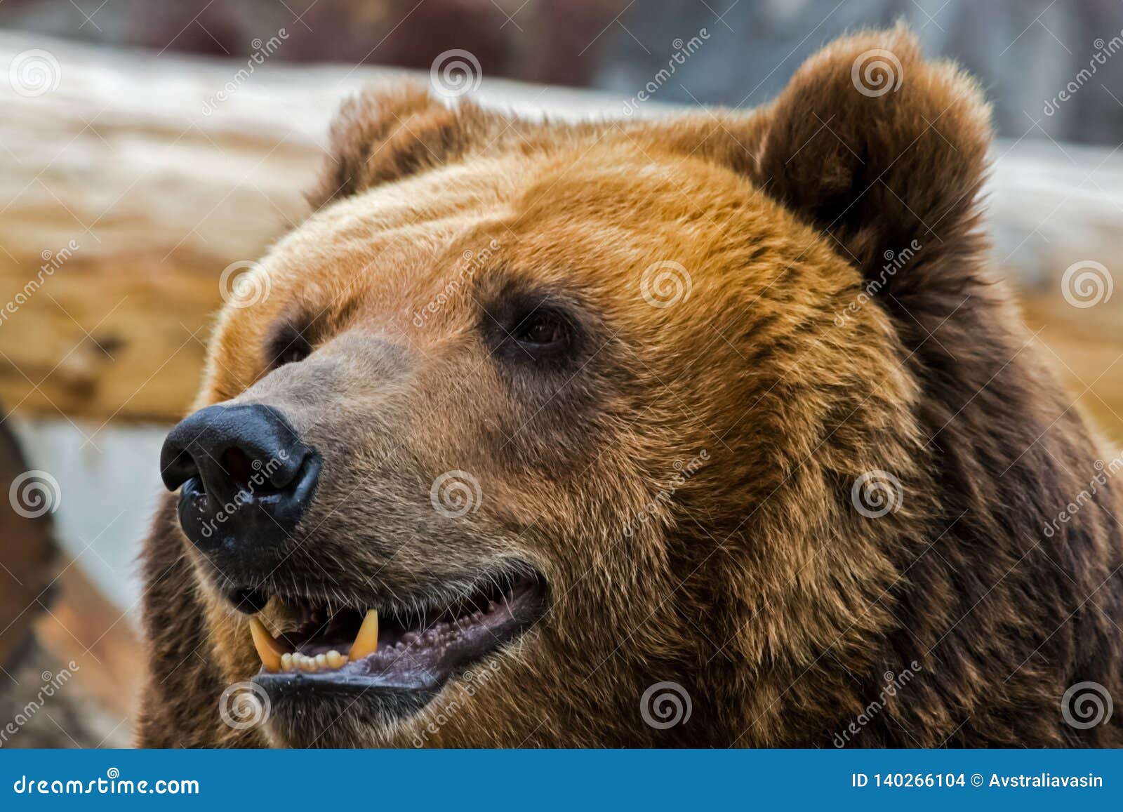Grizzly bear close up stock photo. Image of furry, close - 140266104
