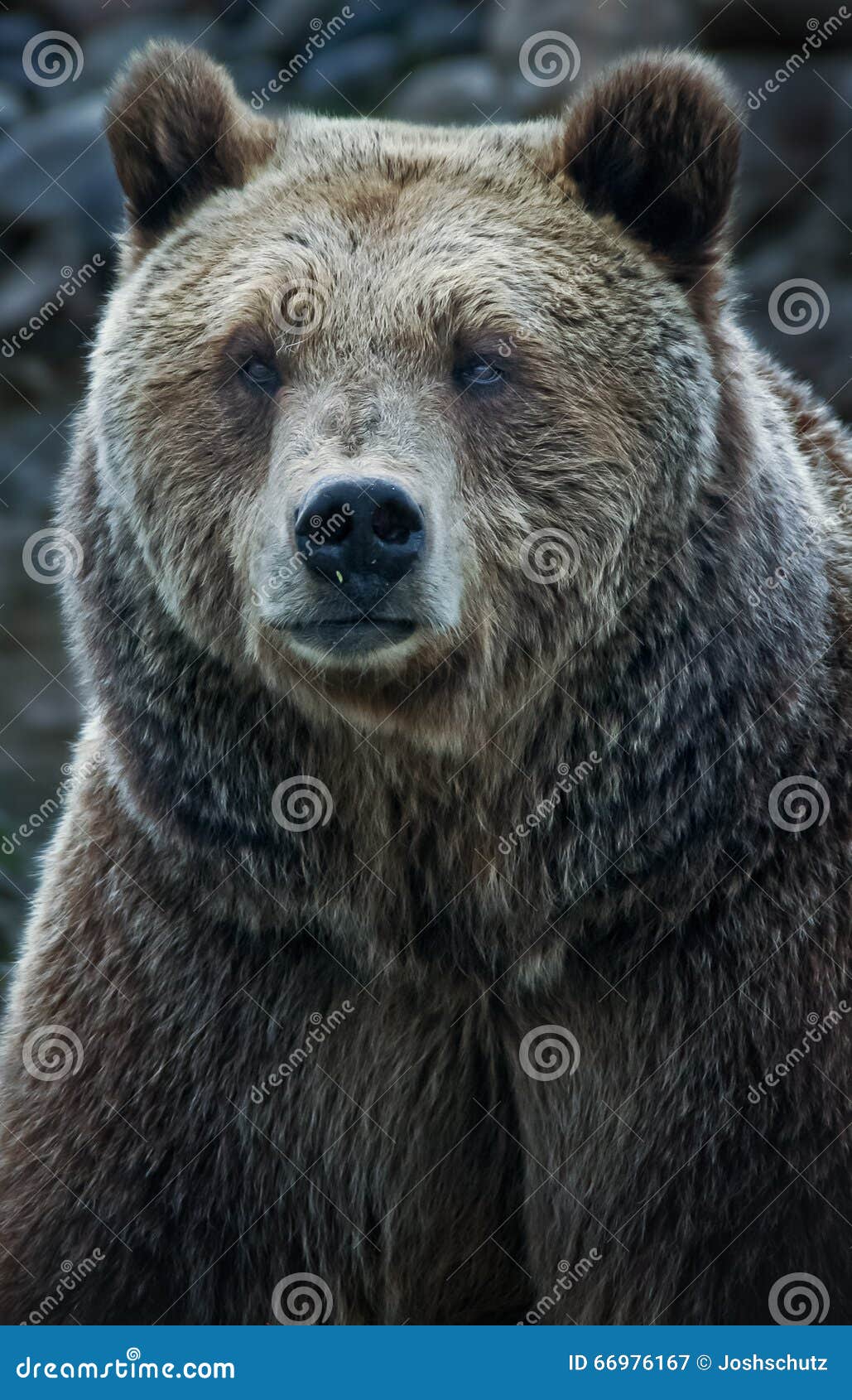 Grizzly Bear stock image. Image of mammal, looking, grizzly - 66976167