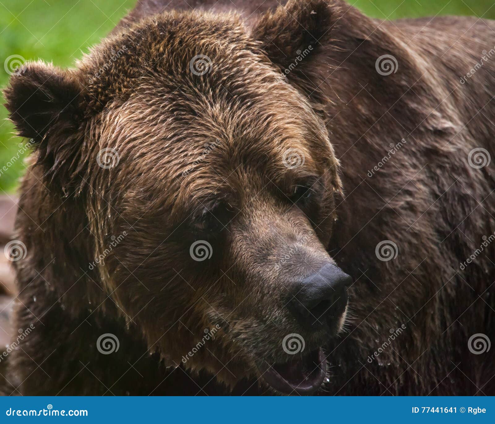 Grizzly bear stock image. Image of animal, head, face - 77441641