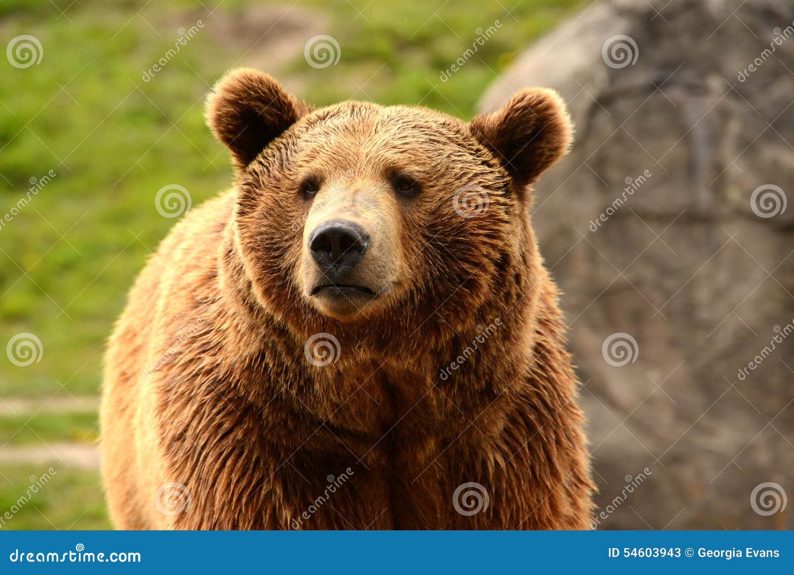 Grizzly Bear Closeup of Head Stock Image - Image of wyoming, wild: 54603943