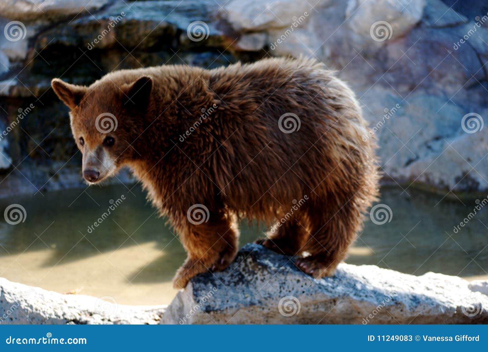 Grizzly Bear Cub stock image. Image of fuzzy, furry, carnivore - 11249083