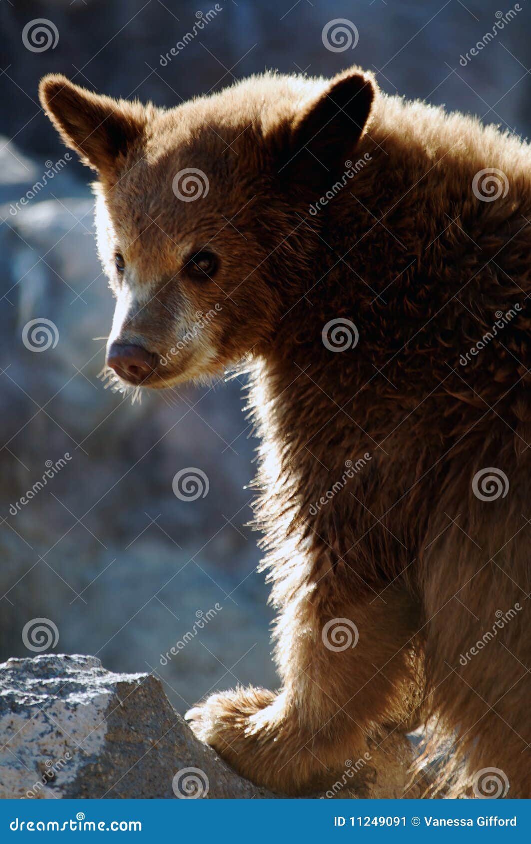 Grizzly Bear Cub stock image. Image of claw, cute, river - 11249091
