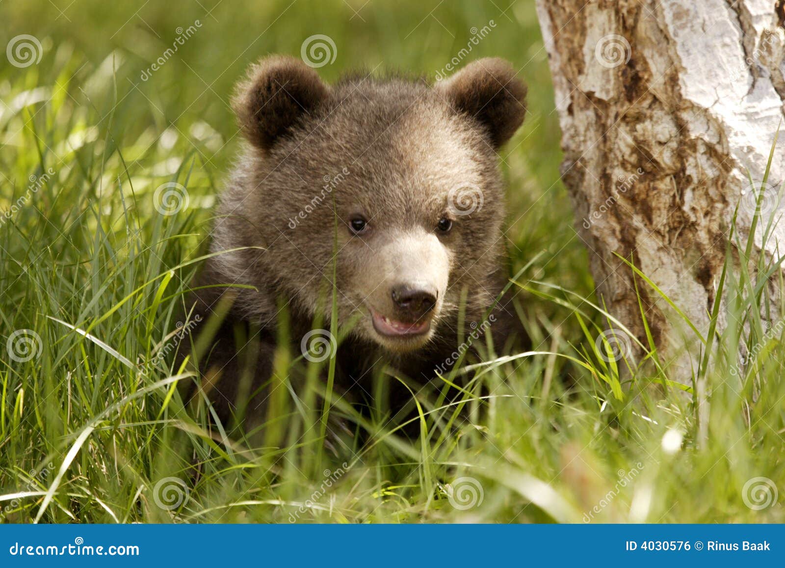 Newborn Grizzly Bear Cubs