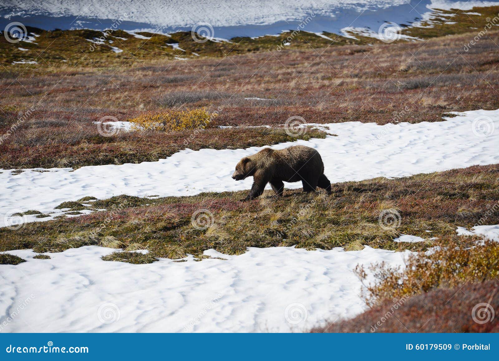 Grizzly bear in denali stock image. Image of nature, predator - 60179509