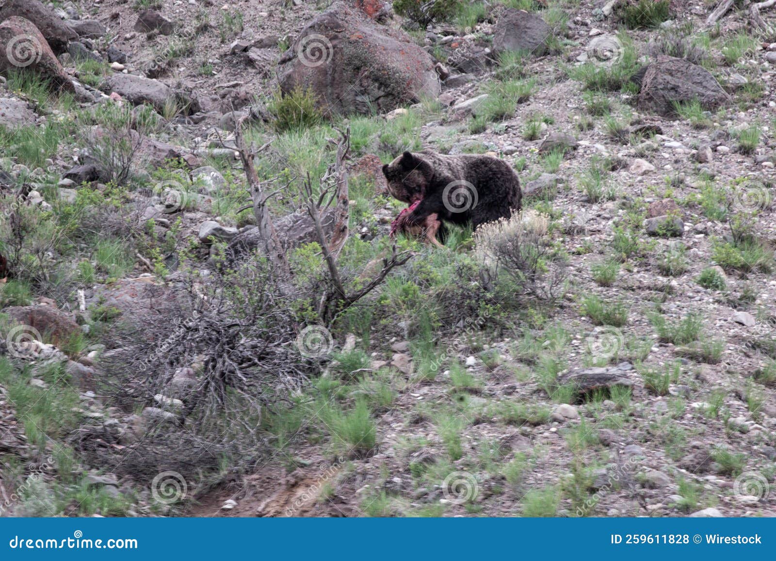 Grizzly Bear Eating Prey in Open Ground Outdoors Stock Photo - Image of ...