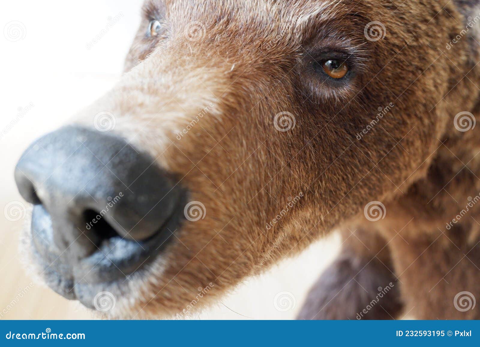 Grizzly Bear Face Close Up Portrait Stock Image - Image of skin, organ ...