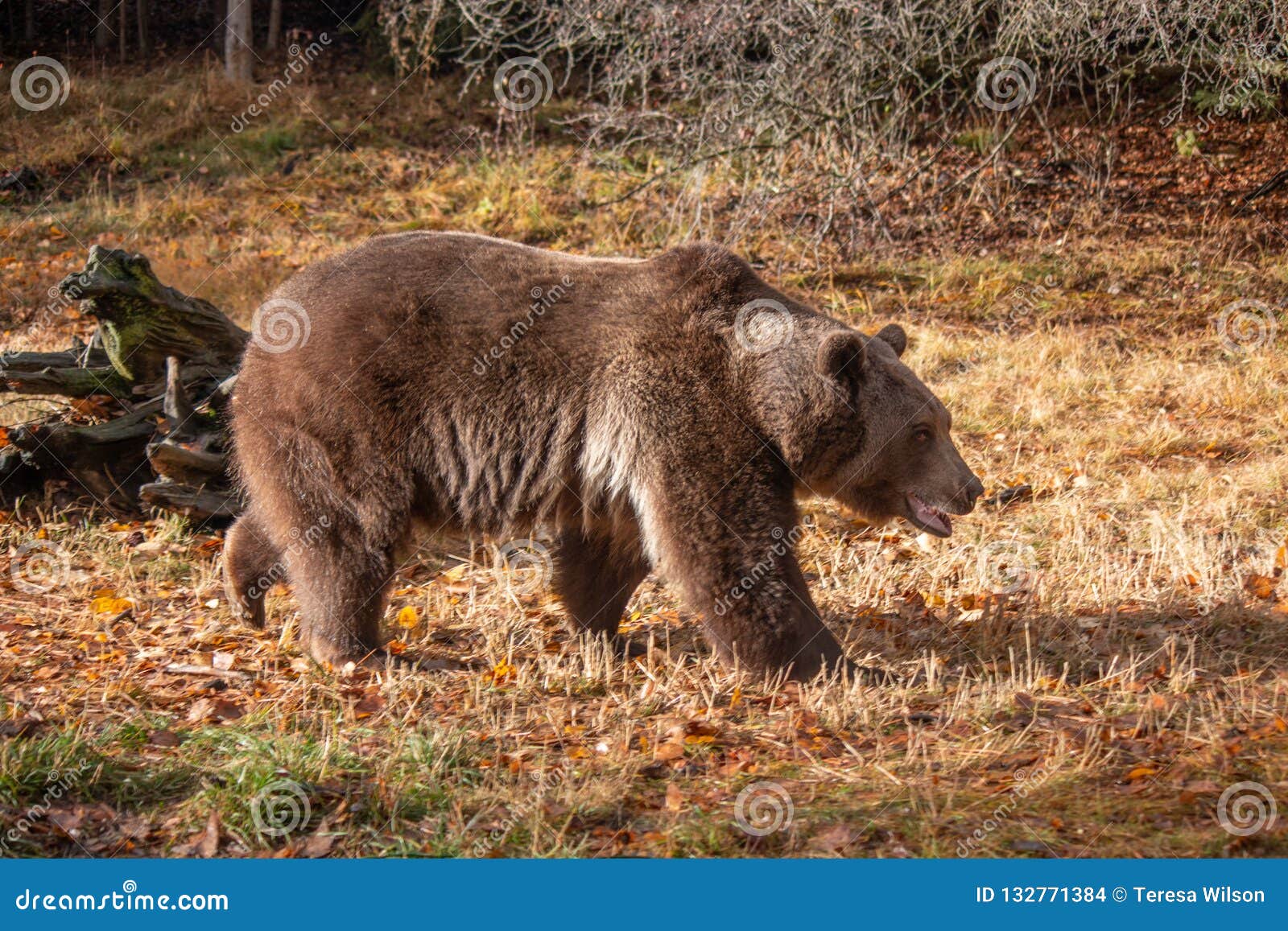 Grizzly Bear in the Fall stock photo. Image of fall - 132771384