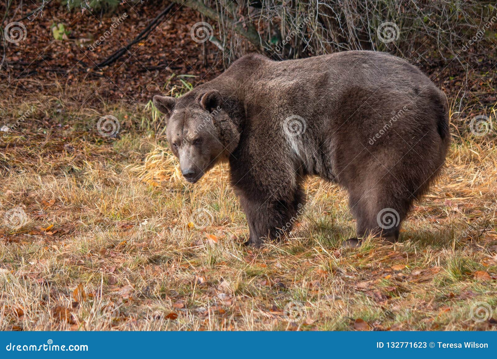 Grizzly Bear in the Fall stock image. Image of male - 132771623