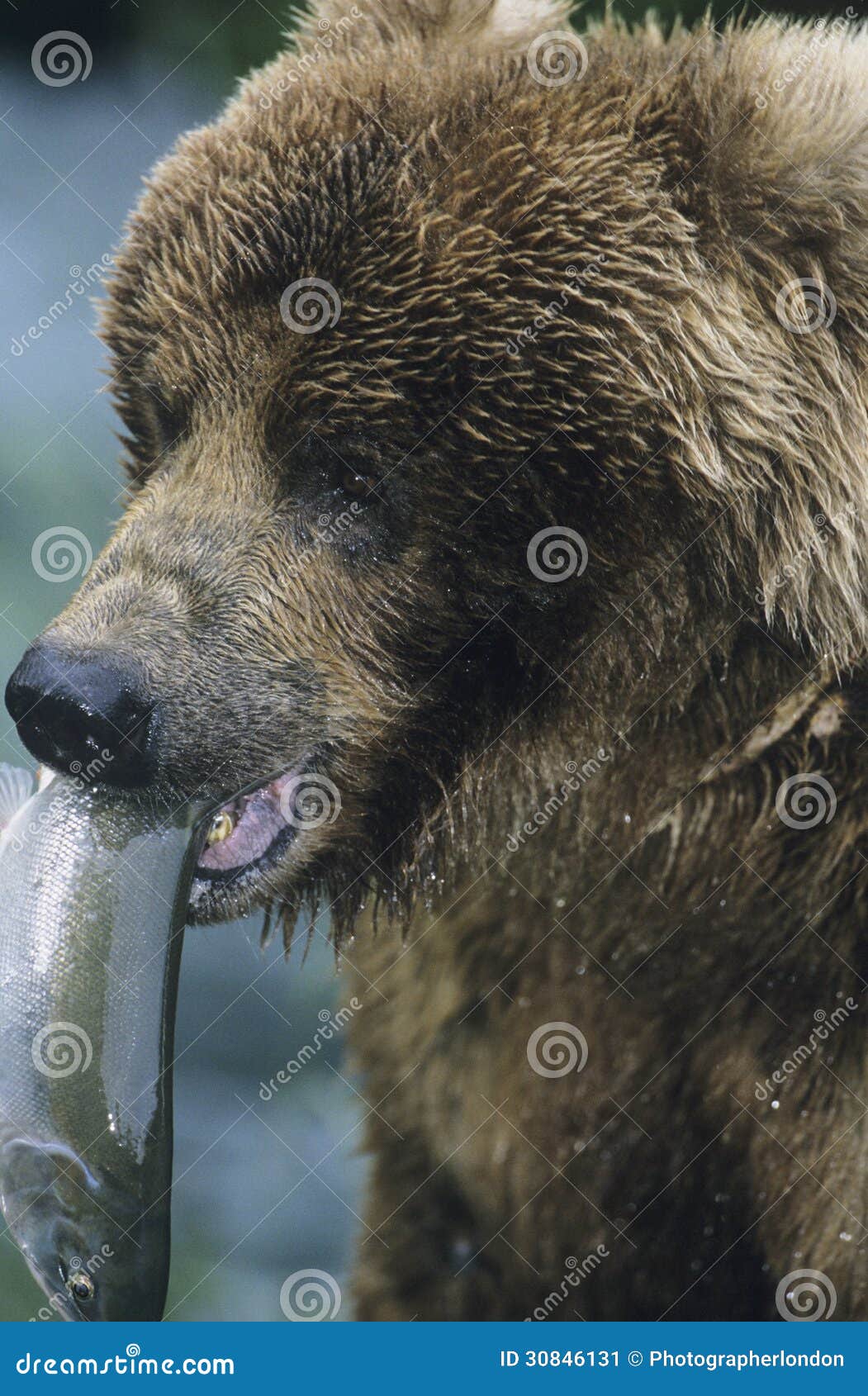 Grizzly Cub With Fish Near Mother Royalty-Free Stock Photo ...