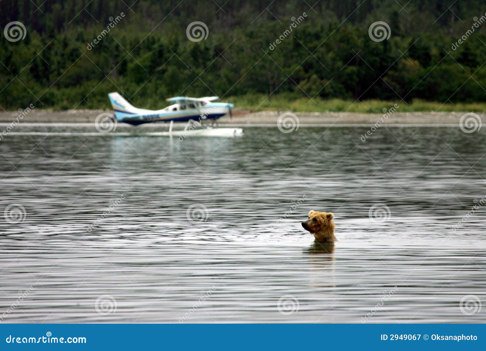 Grizzly Bear and Float Planes Stock Image - Image of adolescent, katmai ...