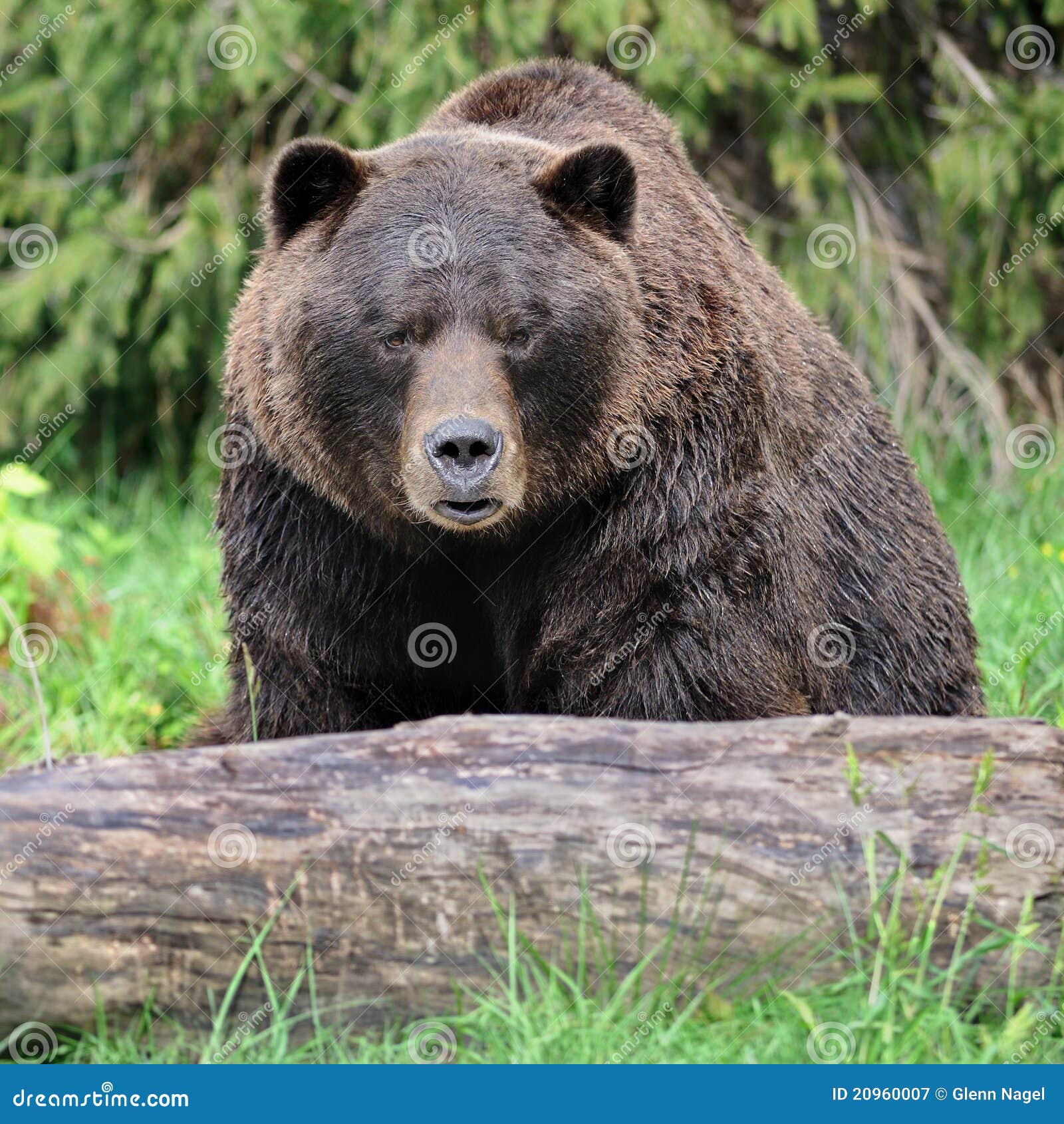 Grizzly bear in forest stock image. Image of male, portrait - 20960007
