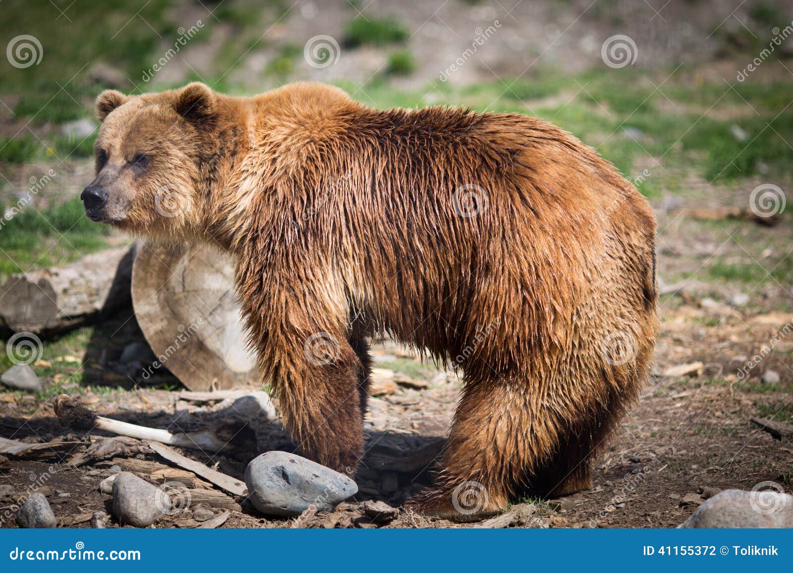 Grizzly bear stock photo. Image of national, alaskan - 41155372